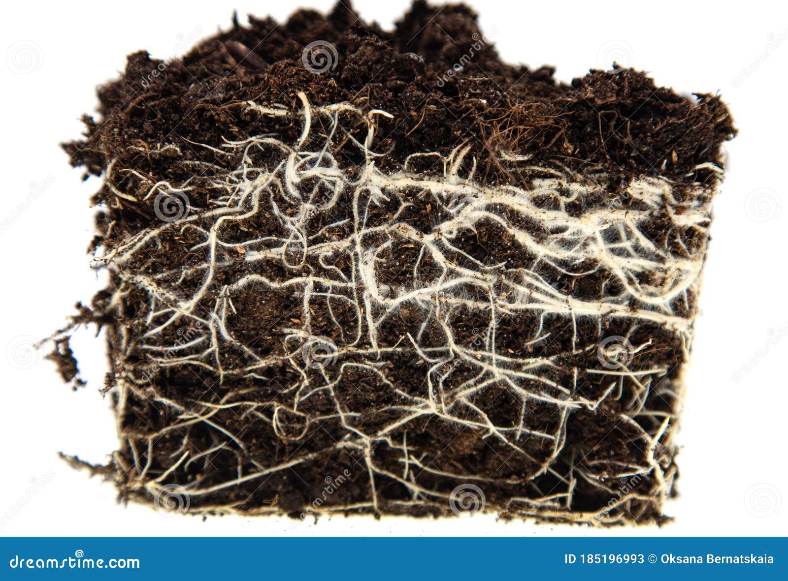 Plant Root System As Background Stock Image - Image of system, root ...