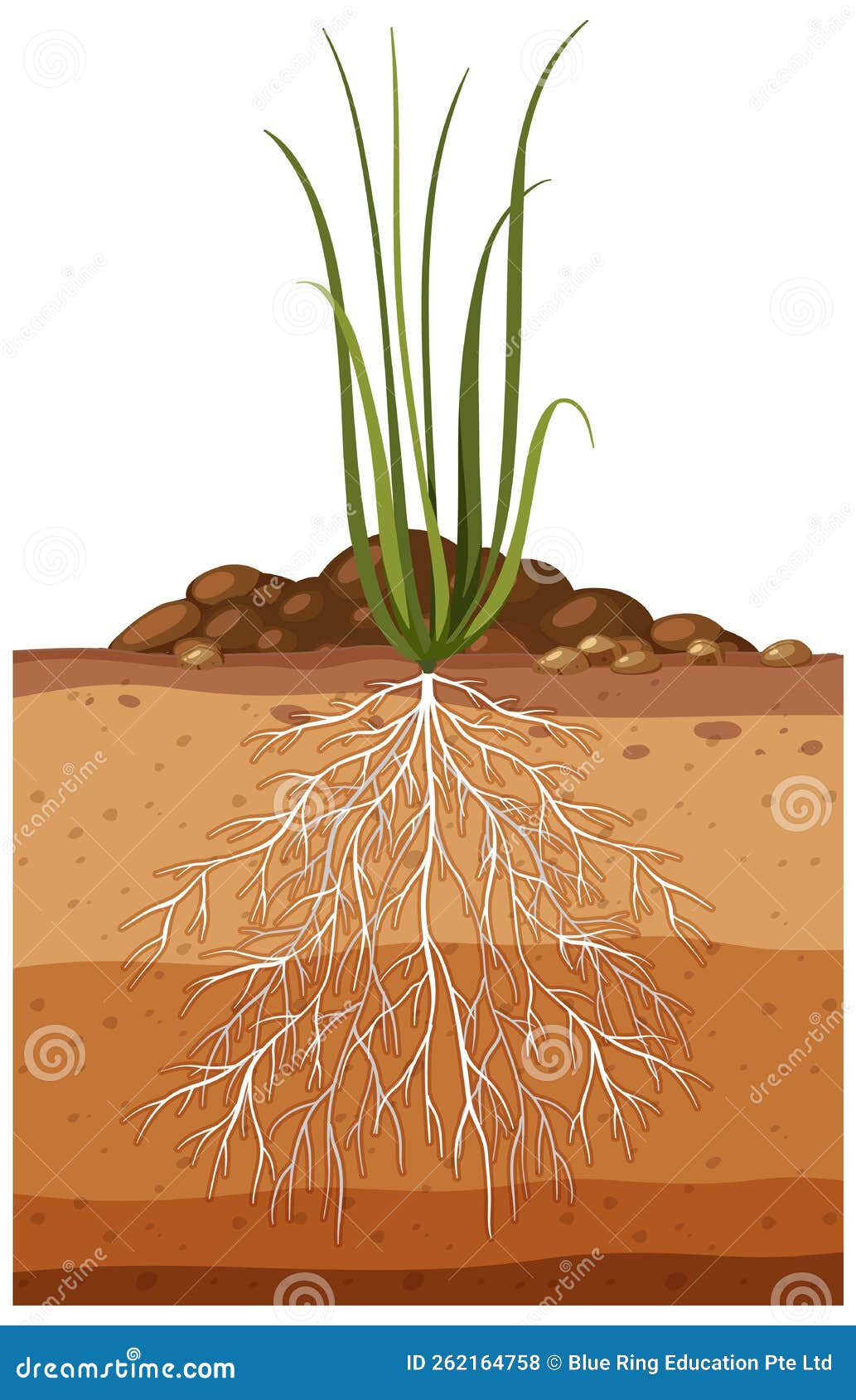 PLant with Root System Underground Stock Vector - Illustration of life ...