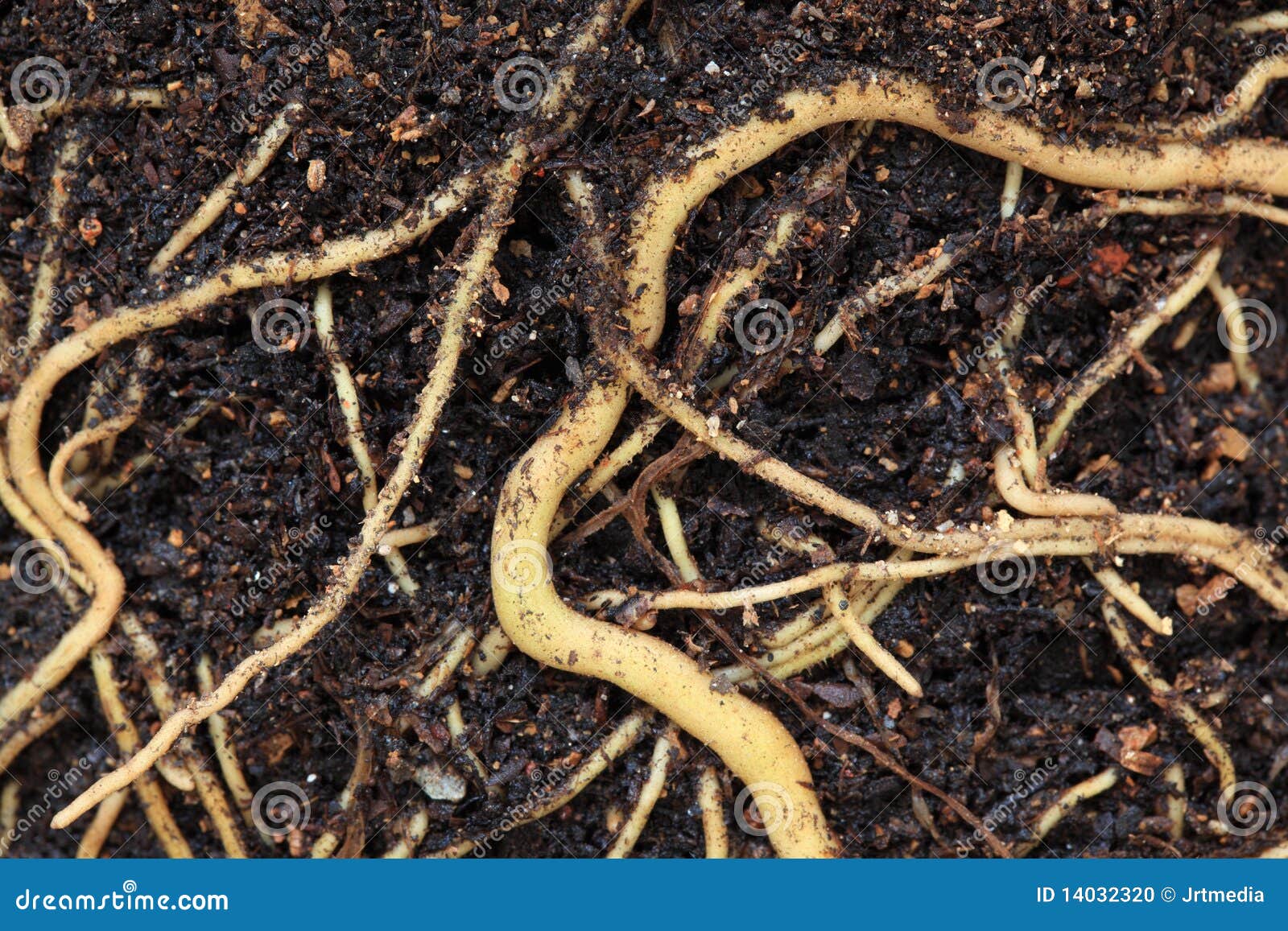 Plant Roots stock photo. Image of horizontal, roots, black - 14032320