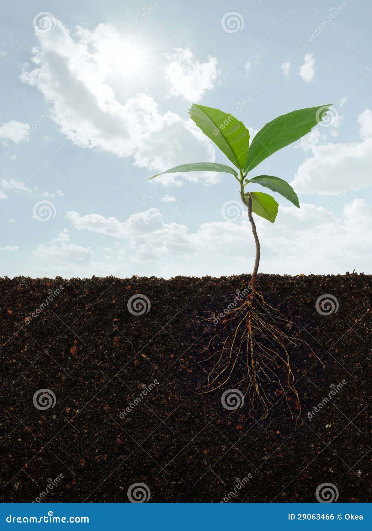 Plant with roots stock photo. Image of seedling, growth - 29063466