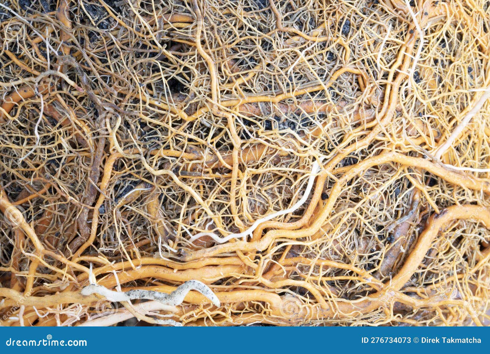 Plant Roots Background. Agriculture Concept Stock Image - Image of ...