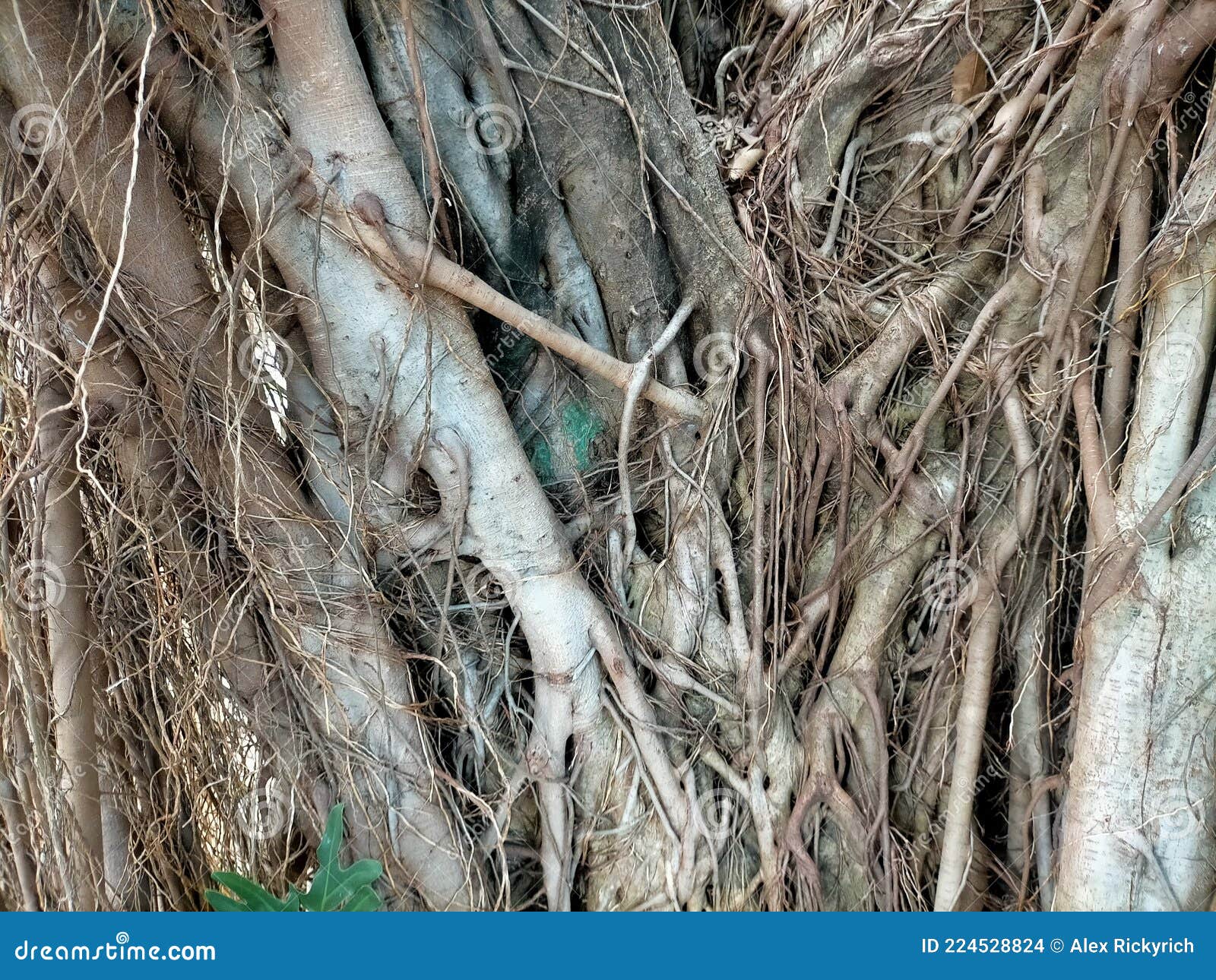 Plant roots of a big tree stock photo. Image of frost - 224528824