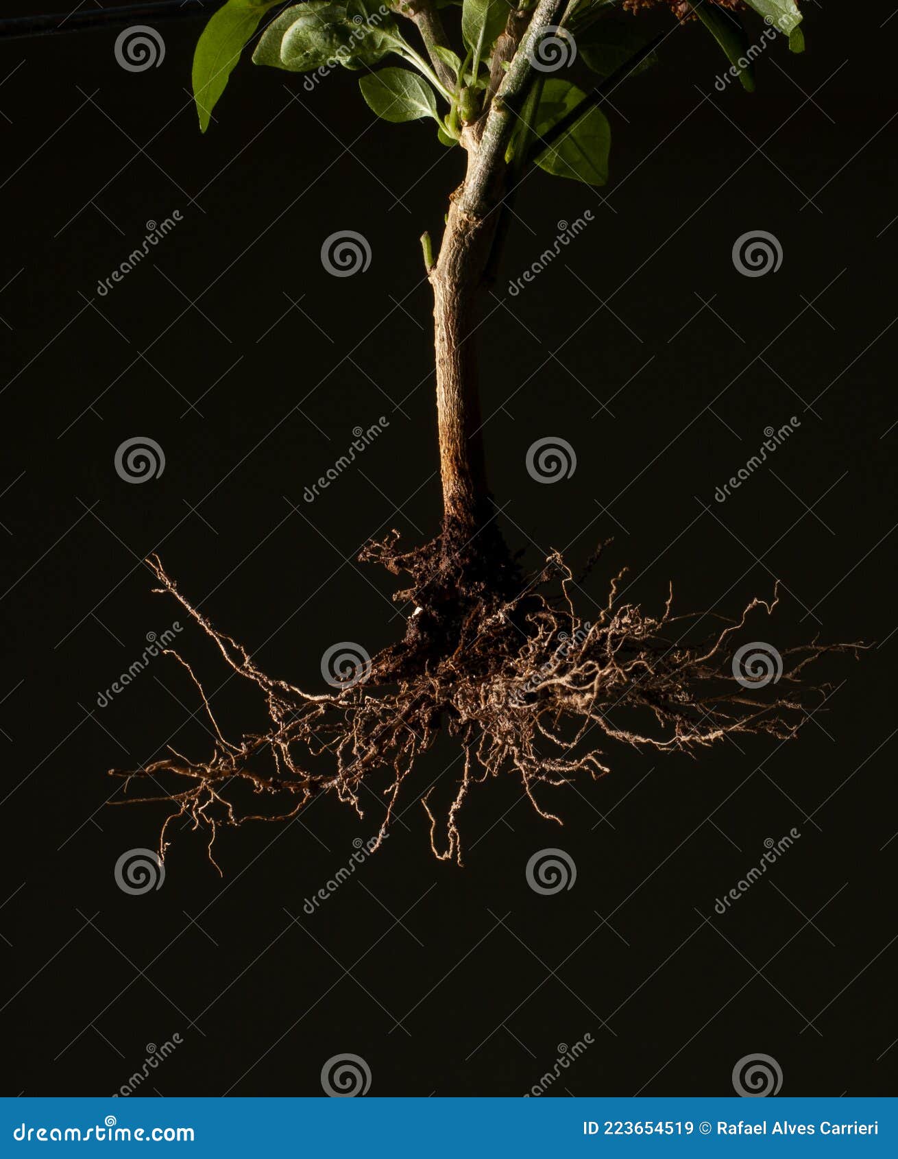Plant Roots with Black Background - Studio Lightning Stock Image ...