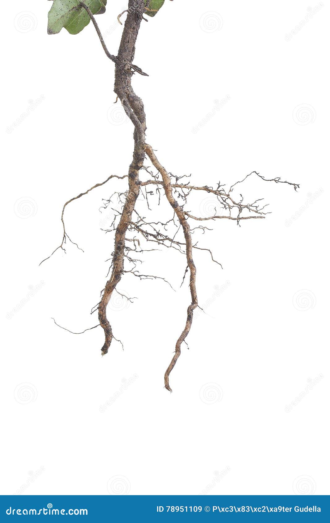 Plant roots closeup stock image. Image of garden, life - 78951109