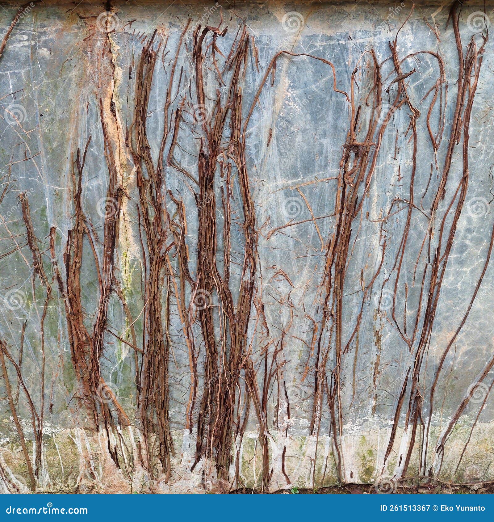 Plant Roots Creeping on the Wall Stock Image - Image of creeping, tree ...