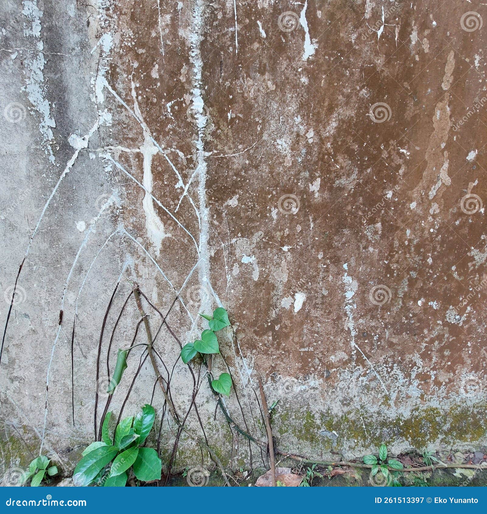 Plant Roots Creeping on the Wall Stock Image - Image of reflection ...