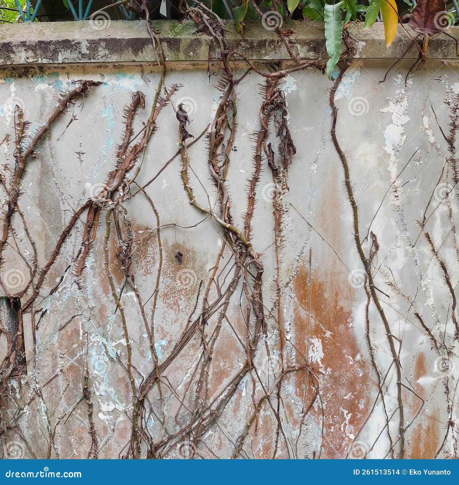 Plant Roots Creeping on the Wall Stock Photo - Image of soil, snow ...