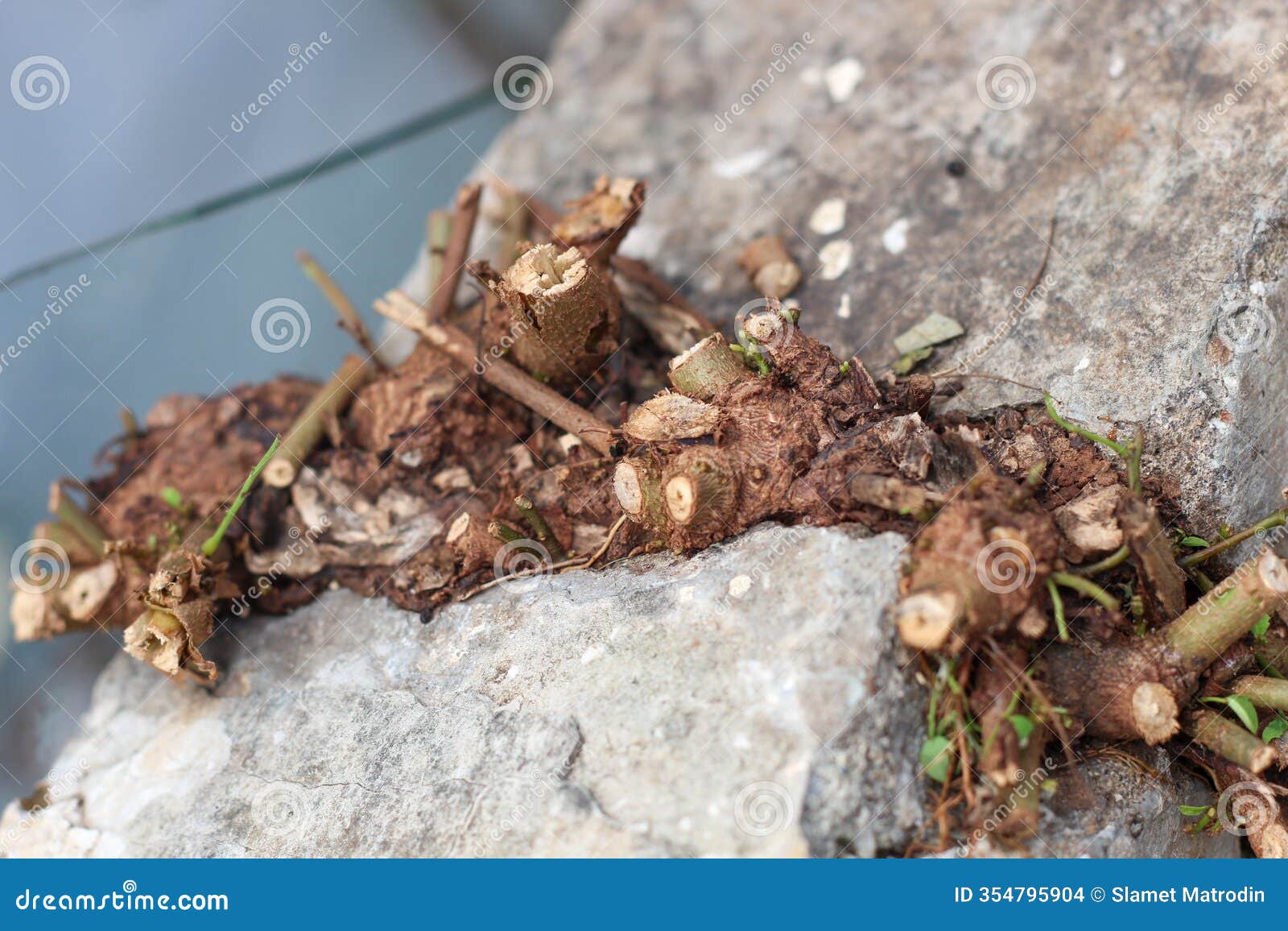 Plant Roots that Damage the Wall Stock Photo - Image of nature, insect ...