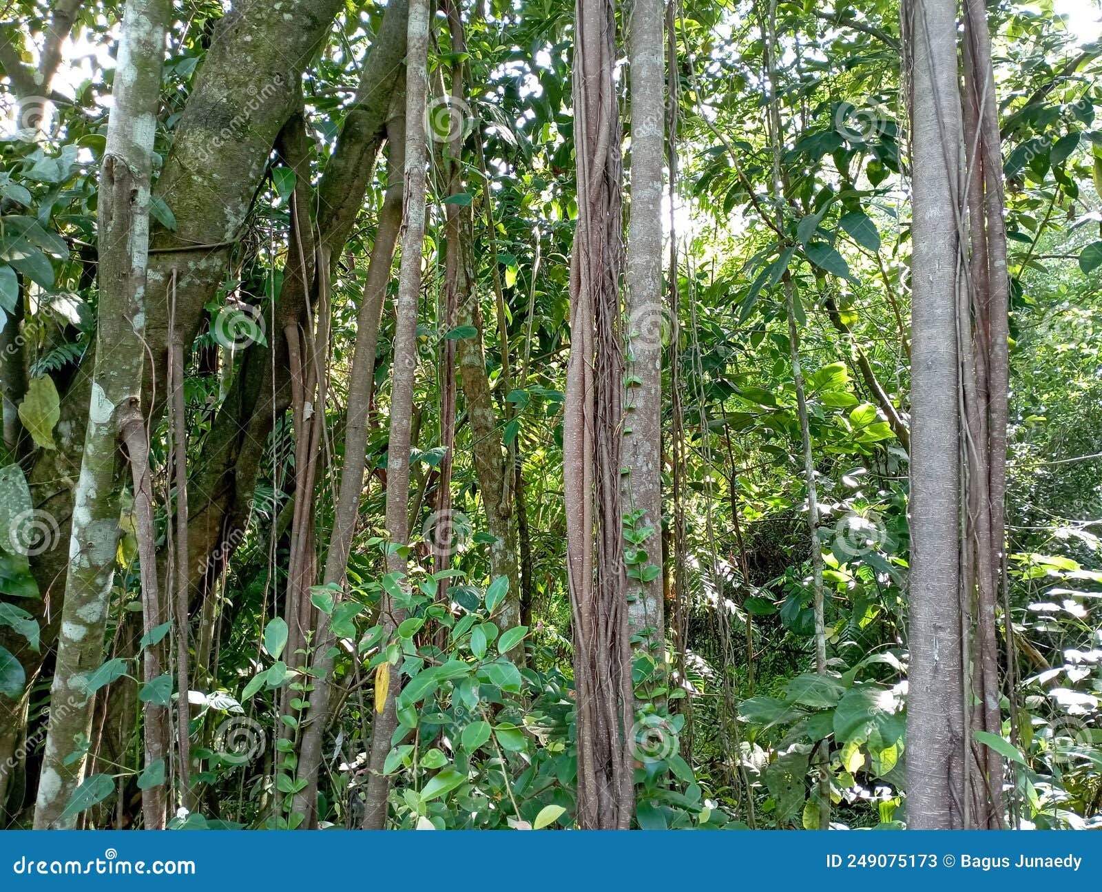 Plant Roots Dangling from Tree Trunks in the Forest Stock Image - Image ...
