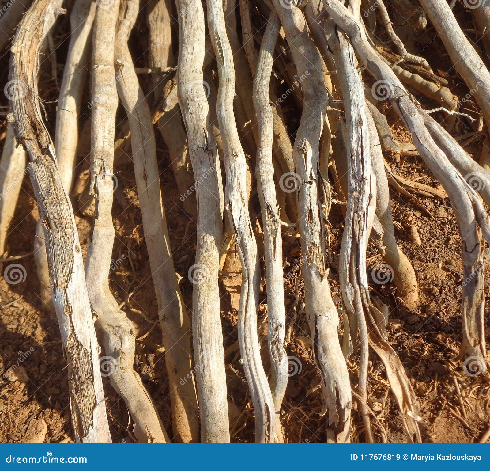 Plant Roots Dig into the Parched Soil Stock Image - Image of roots ...