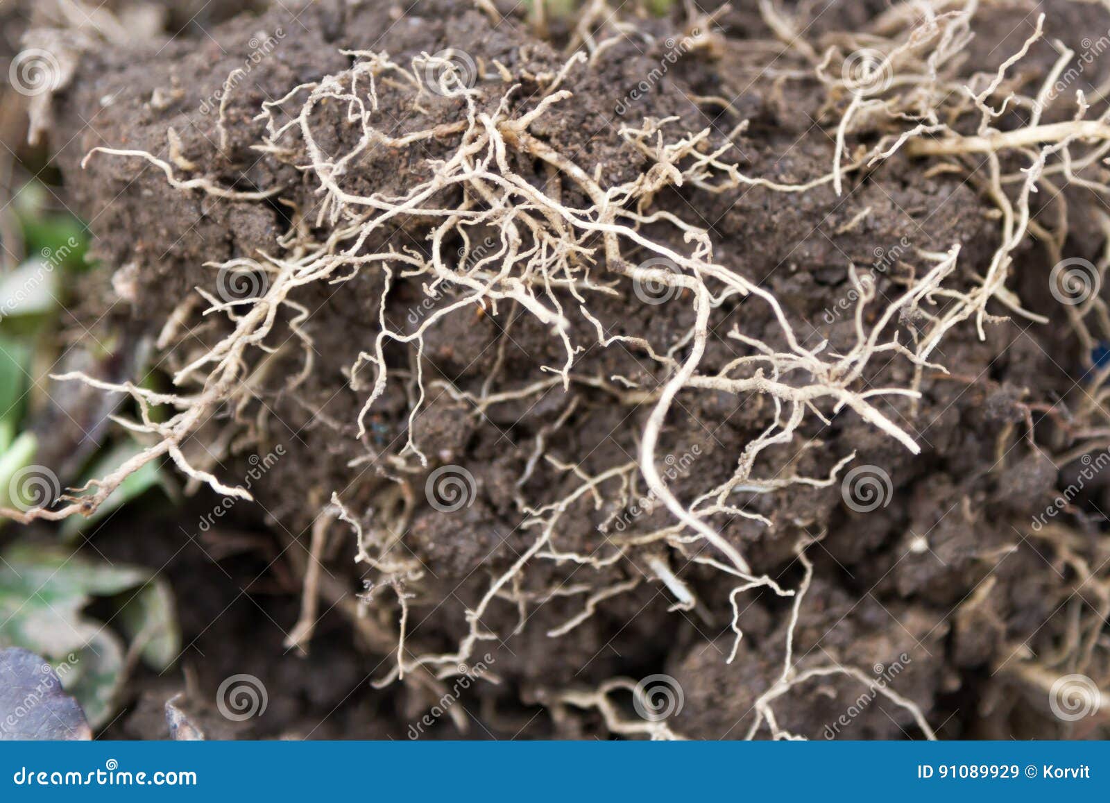 Plant roots with earth stock image. Image of development - 91089929