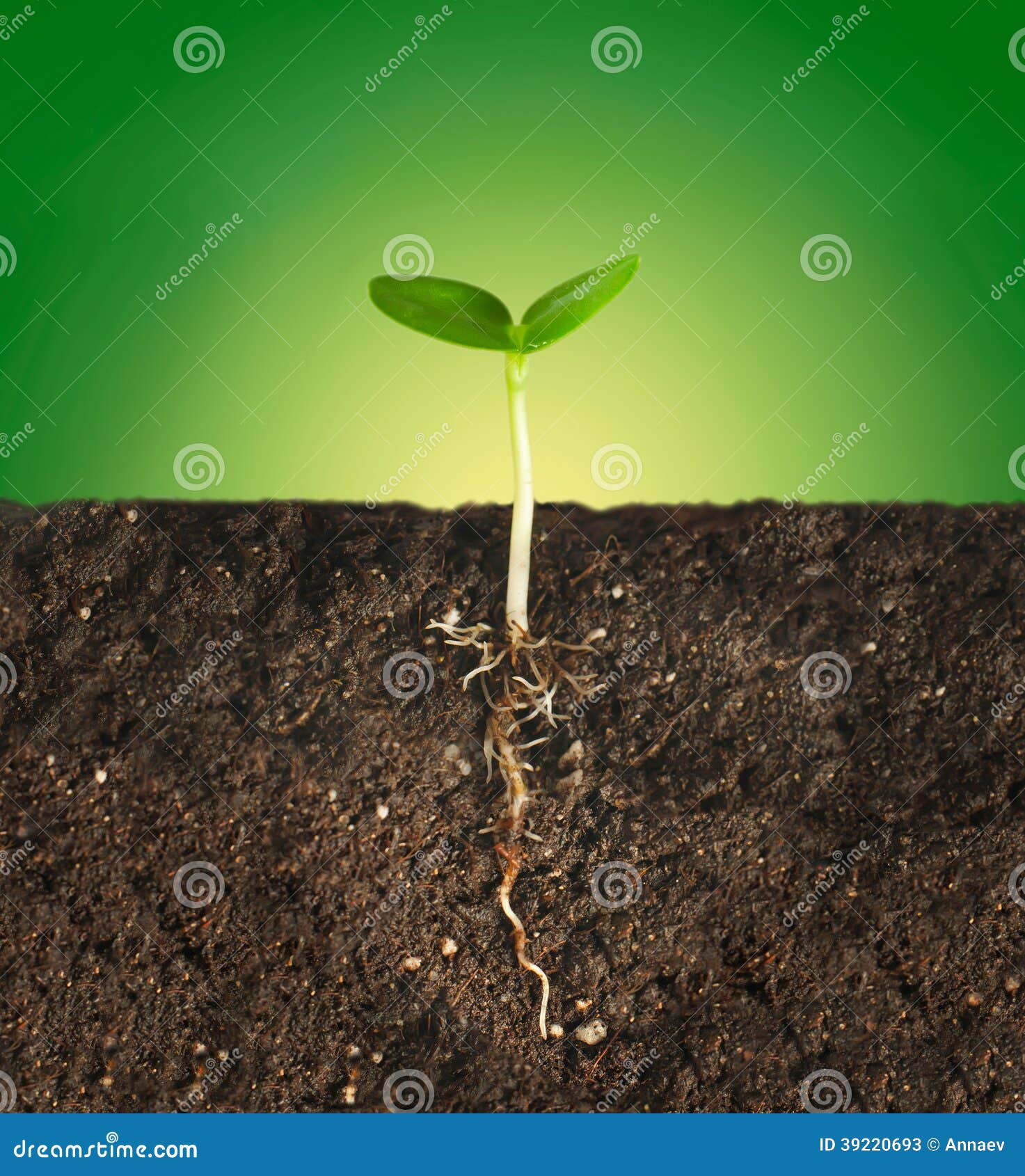 Plant by the Roots in the Ground Stock Image - Image of botany, green ...