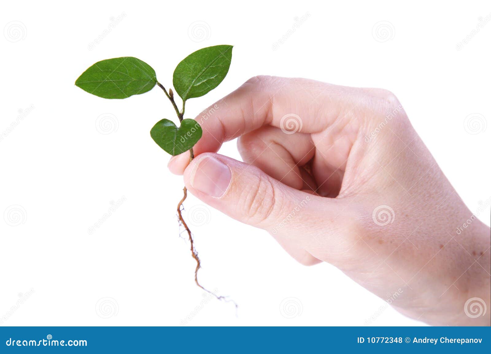 Plant with roots in hand stock photo. Image of growth - 10772348
