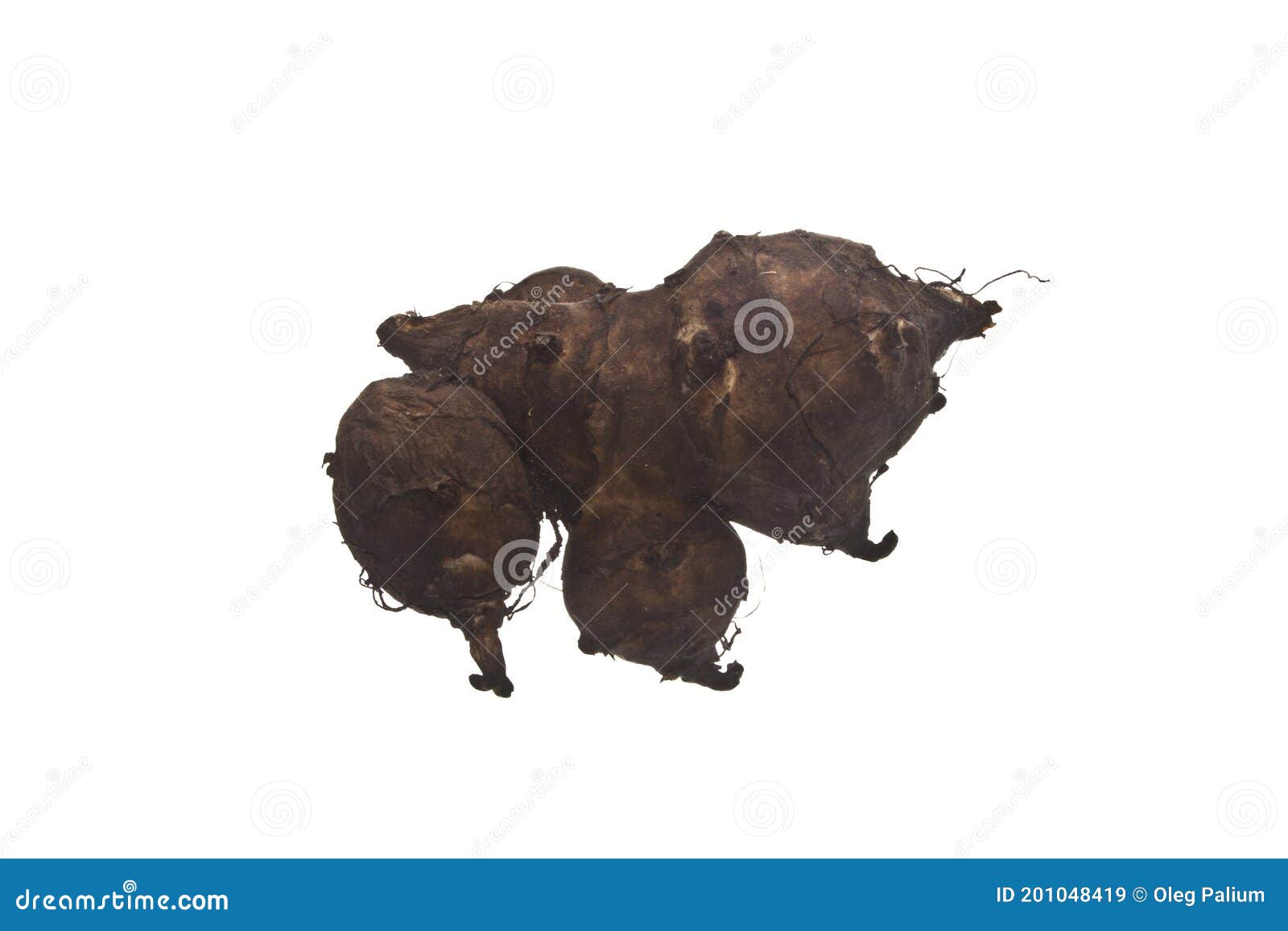 Plant Roots Isolated on White Background Stock Image - Image of ...