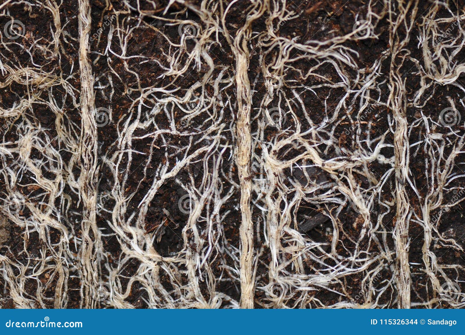 48,125 Plant Roots Photos - Free & Royalty-Free Stock Photos from ...