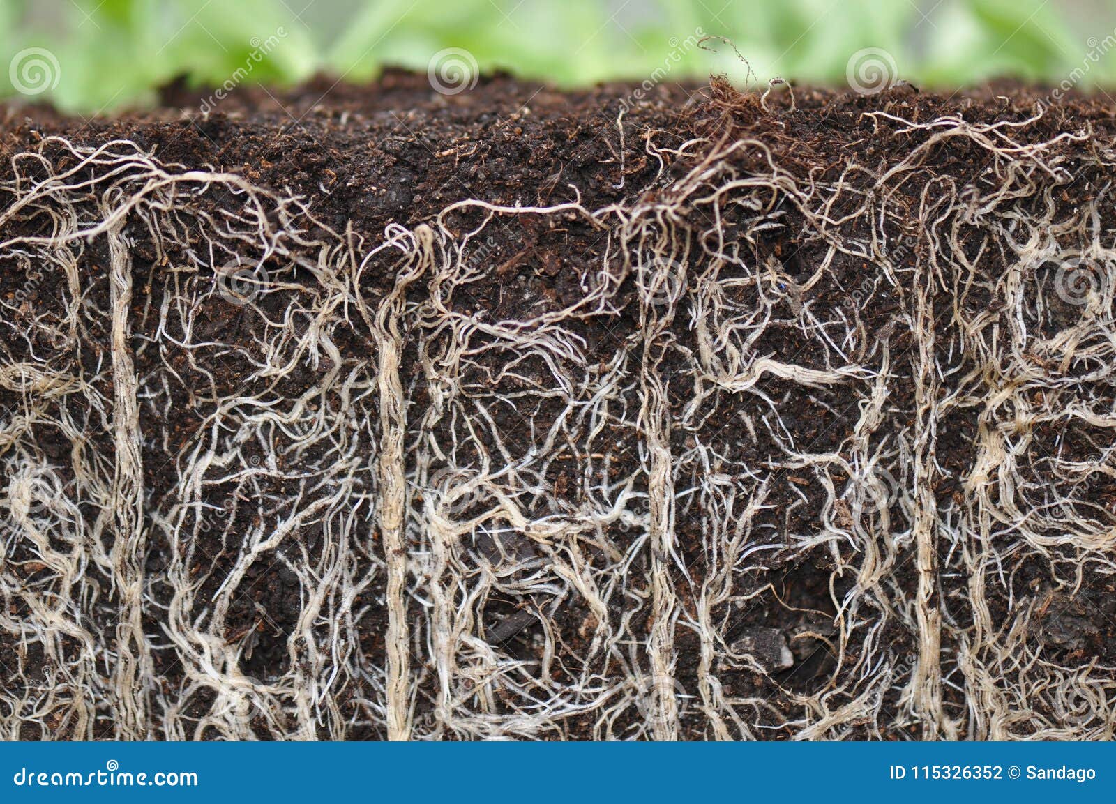 Plant roots stock photo. Image of detail, extraordinary - 115326352