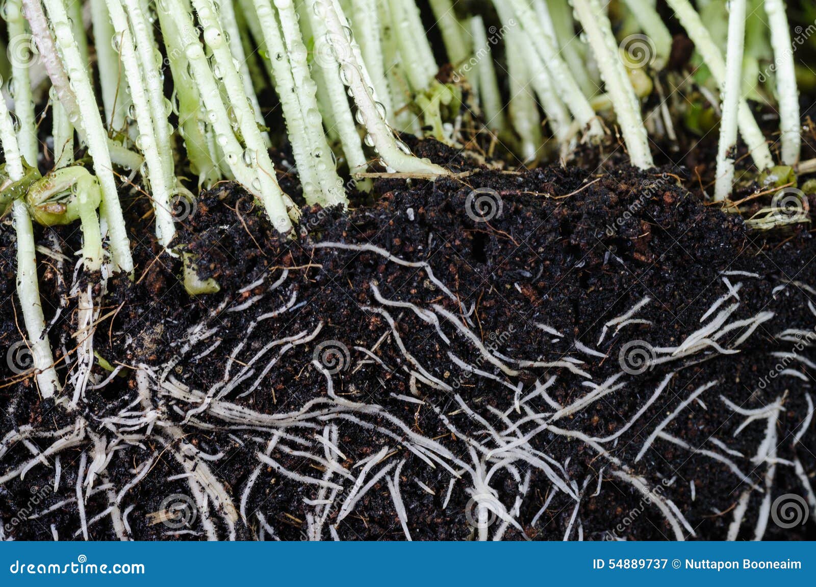 Plant and roots stock image. Image of earth, green, grden - 54889737