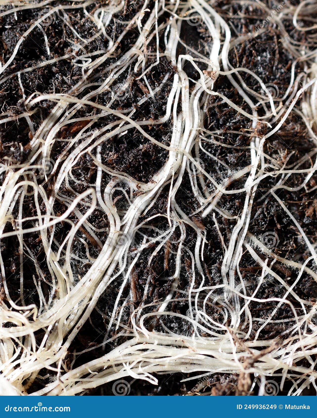 Plant roots in a soil stock image. Image of environment - 249936249