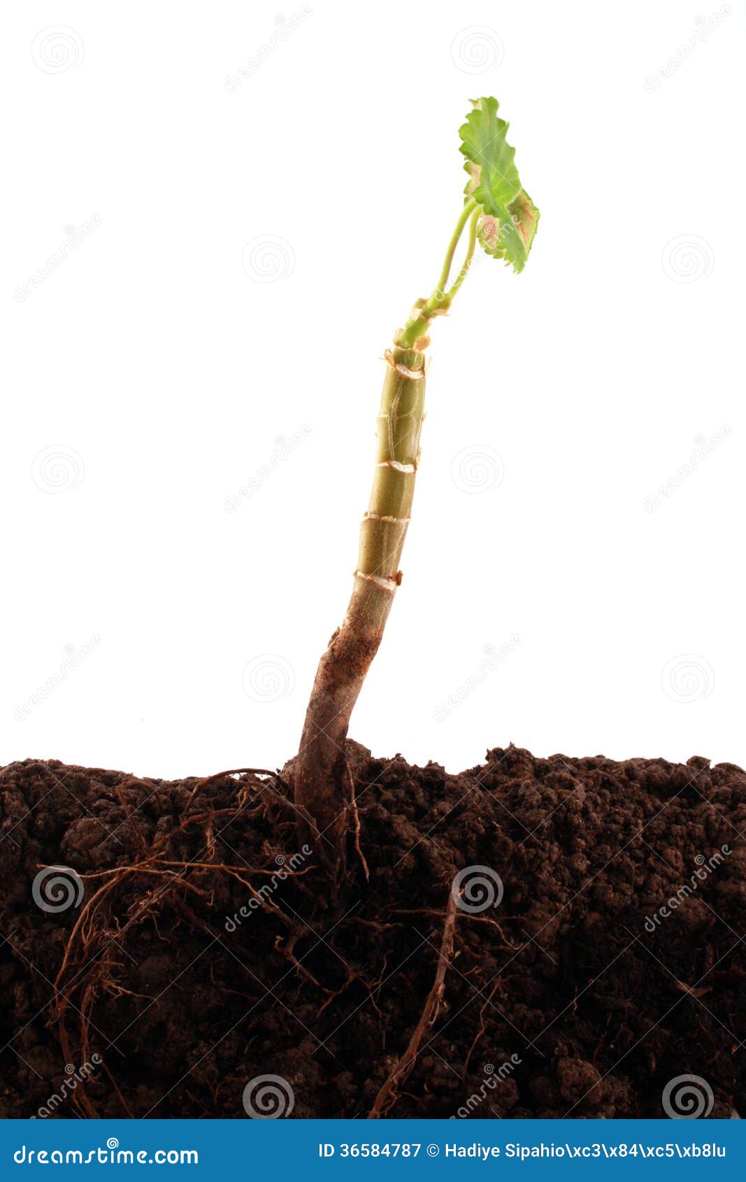Plant Roots In Soil Royalty-Free Stock Photography | CartoonDealer.com ...