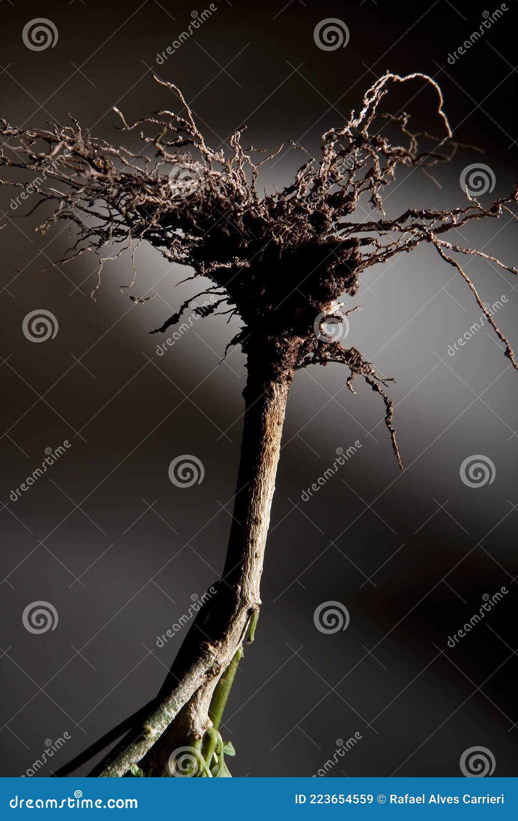Plant Roots - Studio Lightning Stock Image - Image of garden, botany ...
