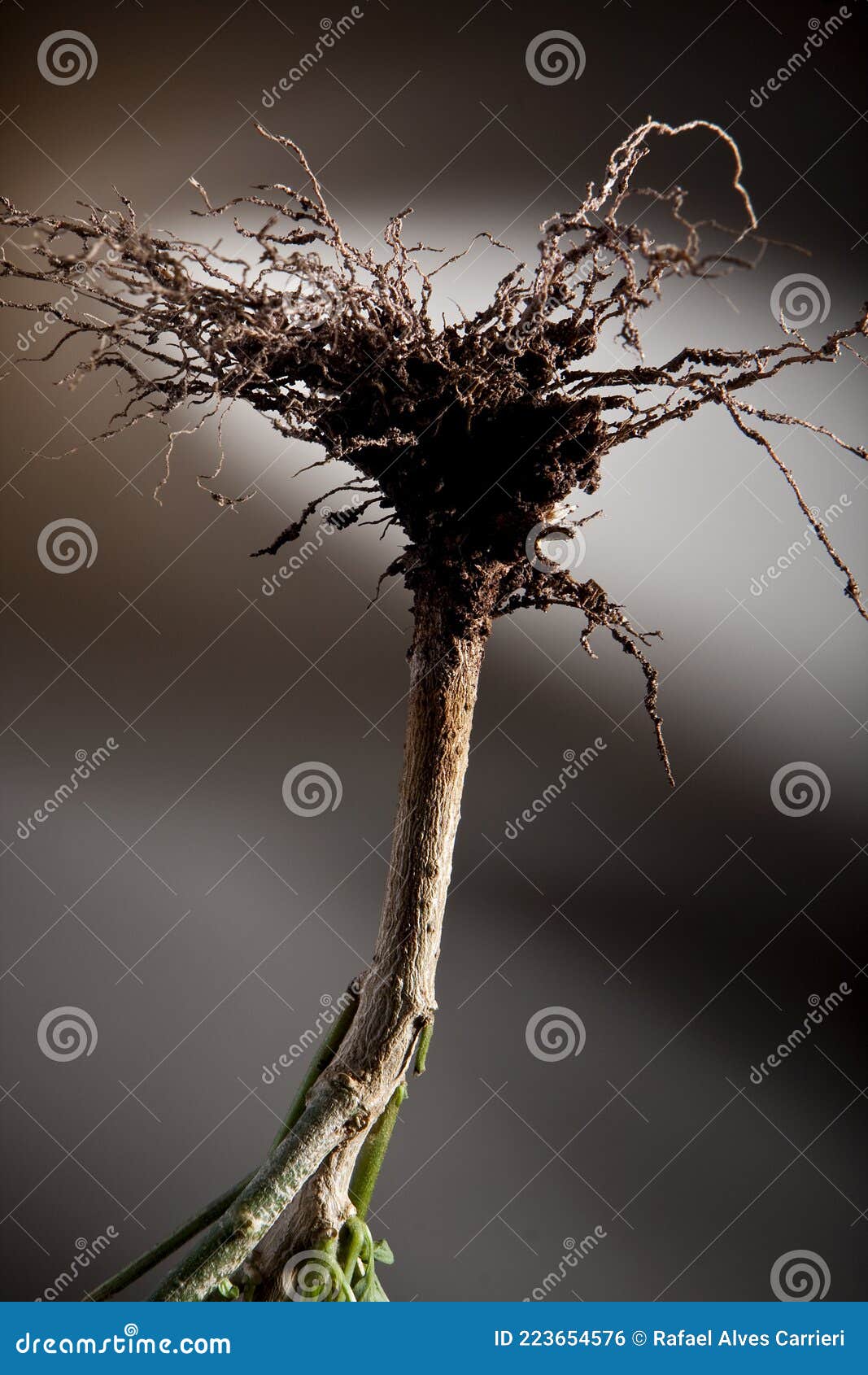 Plant Roots - Studio Lightning Stock Photo - Image of grass, wood ...
