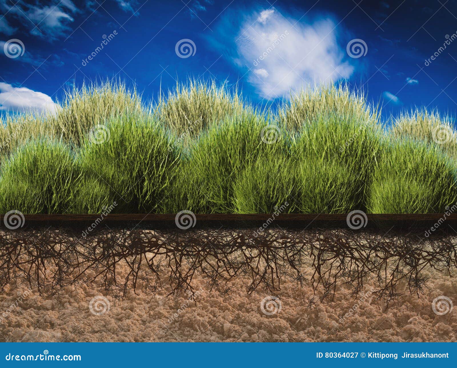 Plant with Roots Underground Stock Image - Image of botany, planting ...