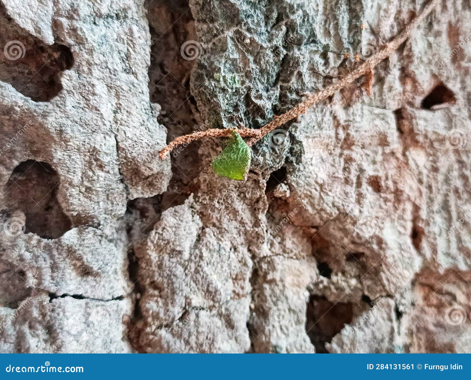 Plant Roots Vines on Old Tree Trunks Stock Image - Image of garden ...