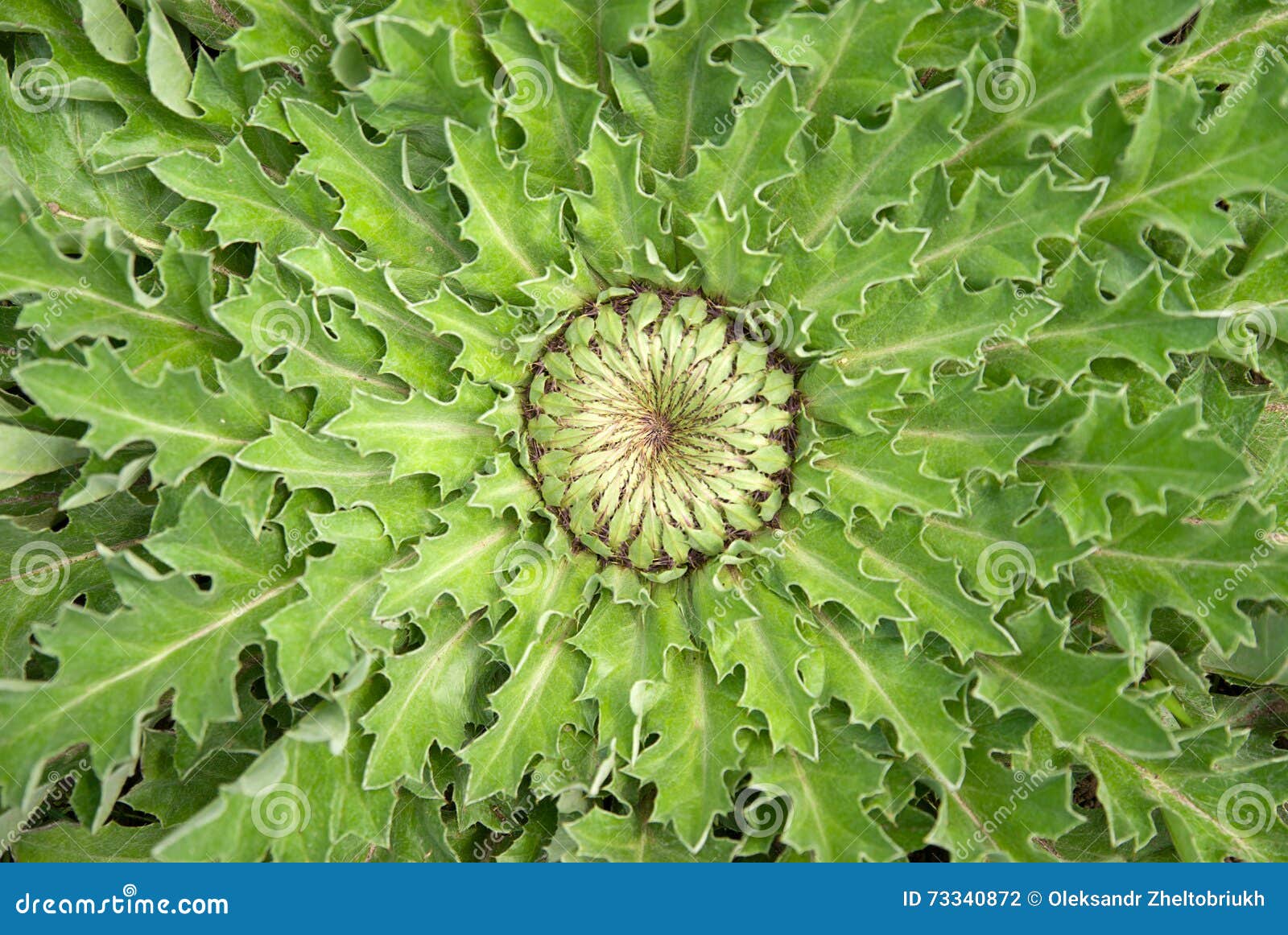 The Plant is Round Shape Growing on the Lawn Stock Photo - Image of ...
