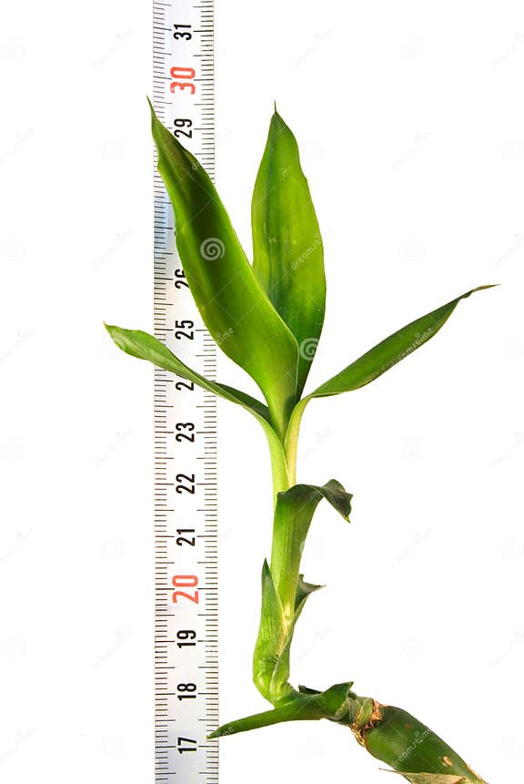 Plant with a ruler stock image. Image of relative, ratio - 13275937