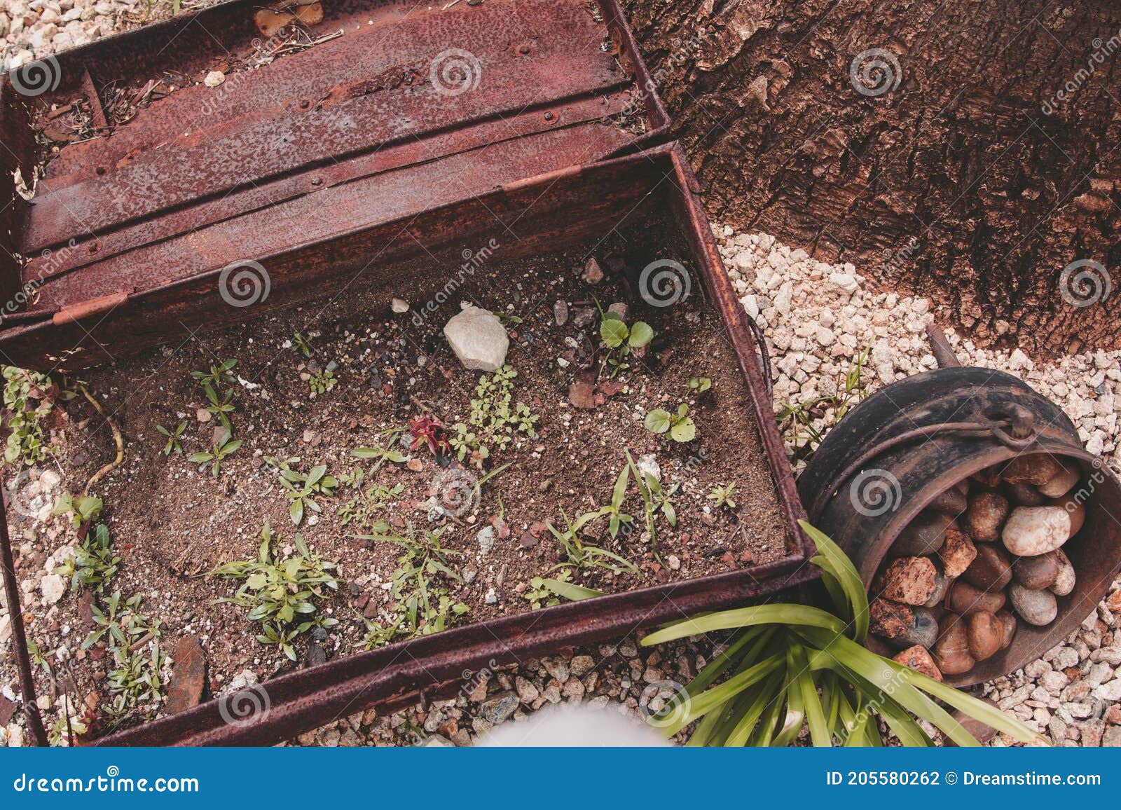 Plant Rusted Treasure Chest Stock Photo - Image of tree, lawn: 205580262