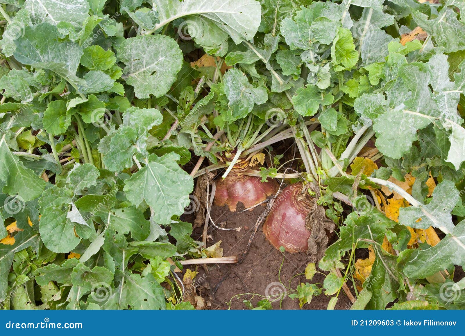 Plant of rutabaga stock image. Image of gardening, field - 21209603