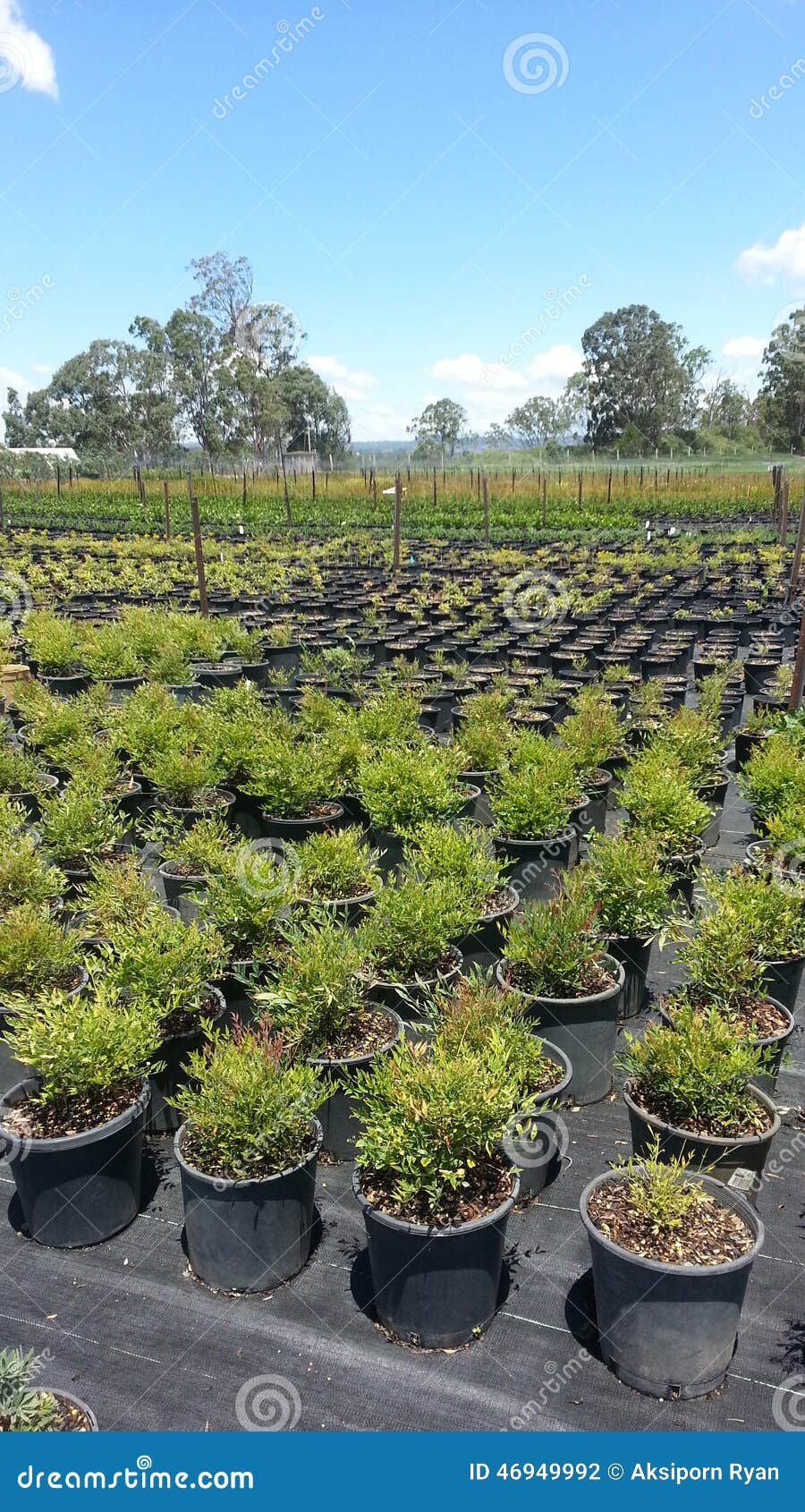 Plant s frame stock photo. Image of plant, young, growth - 46949992