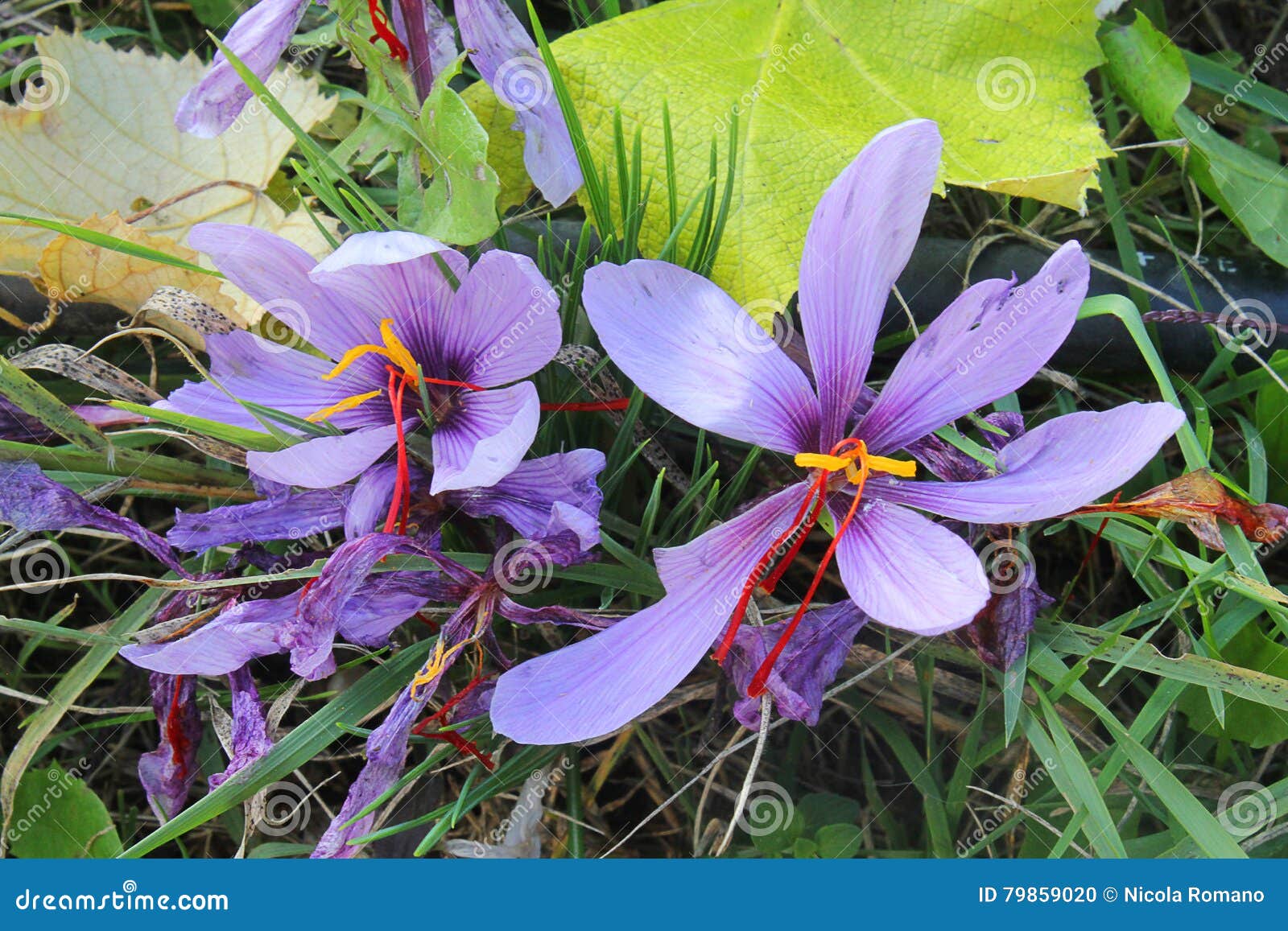 Plant of Saffron in the Field Stock Photo - Image of vegetation, field ...