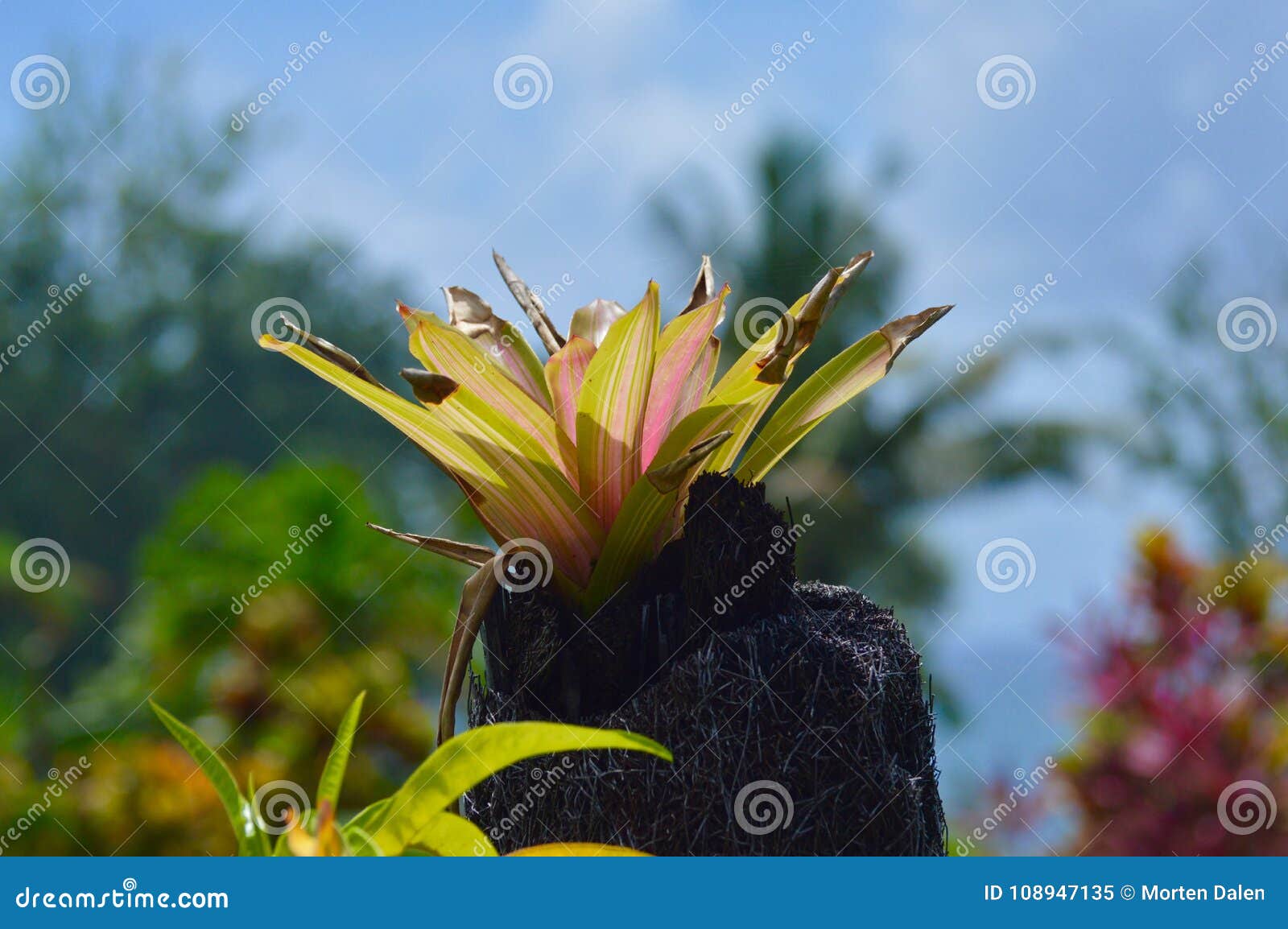 Plant in Samoa Pacific stock image. Image of resort - 108947135