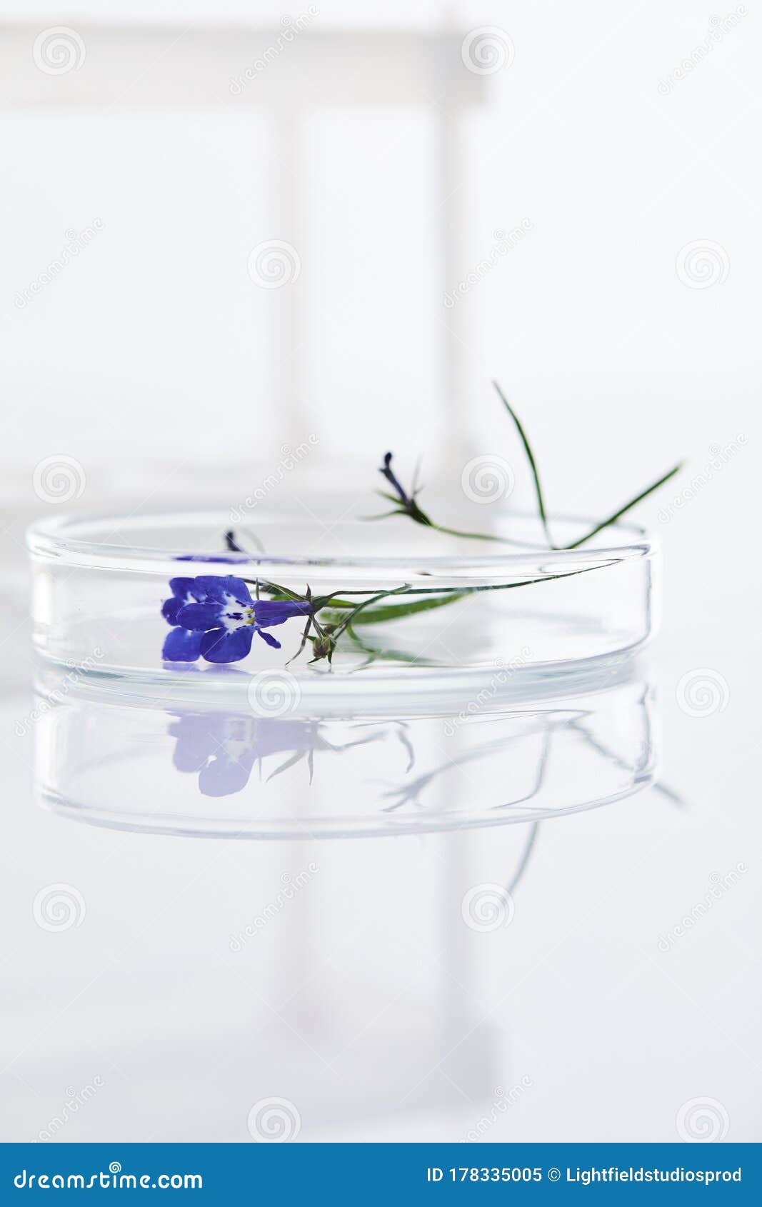 Plant Sample on Glass on White Stock Image - Image of experiment ...