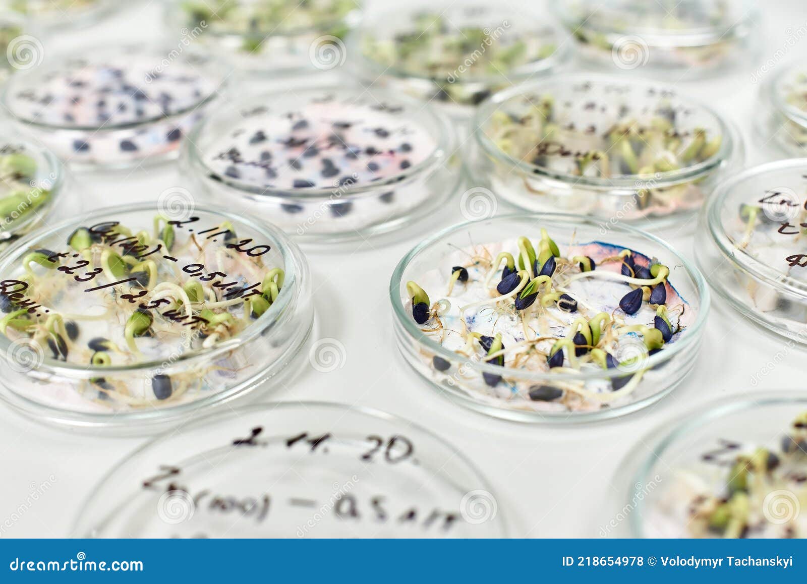 Plant Samples in Containers on the Laboratory Table Stock Photo - Image ...