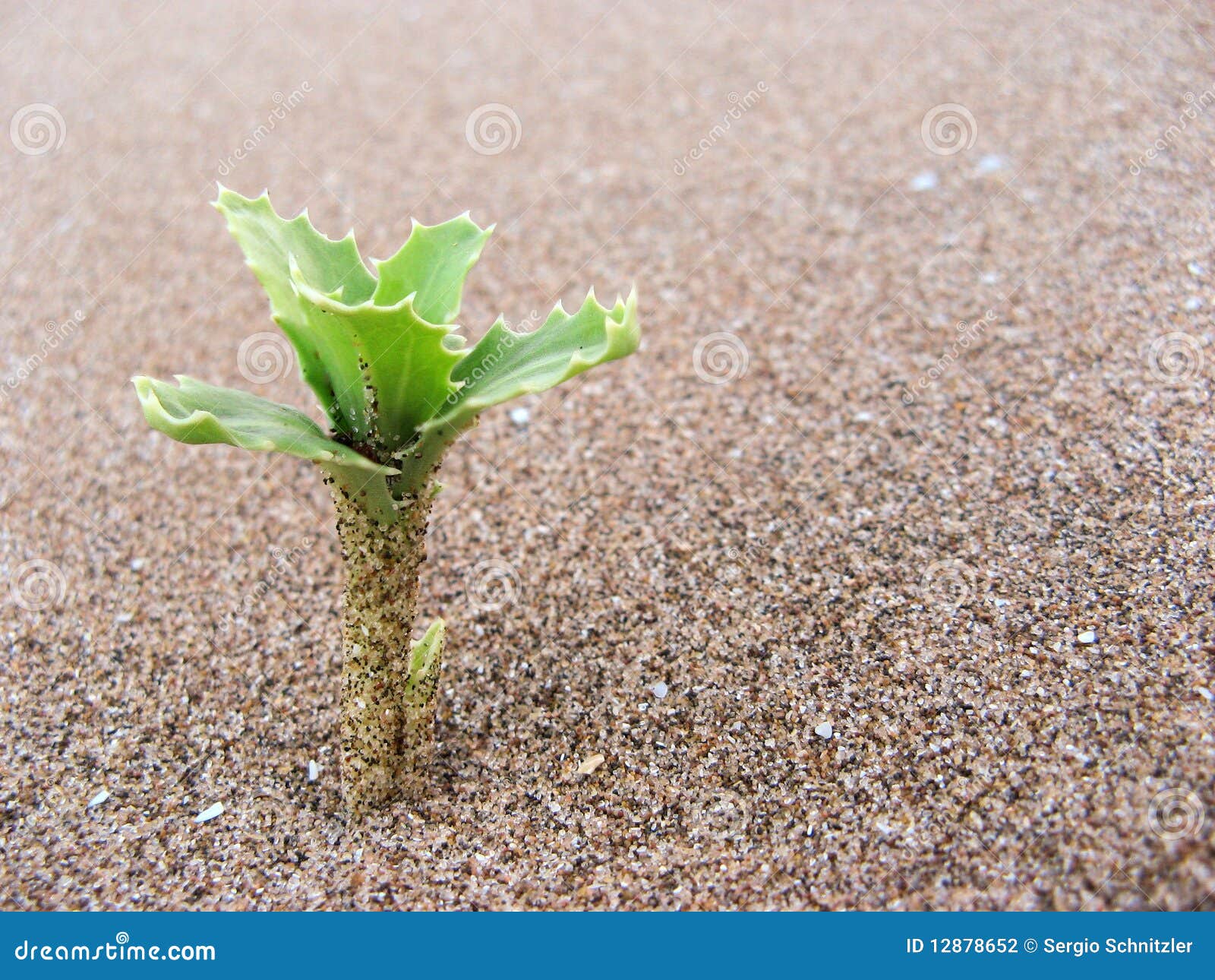 Plant in the sand stock photo. Image of tiny, green, plant - 12878652