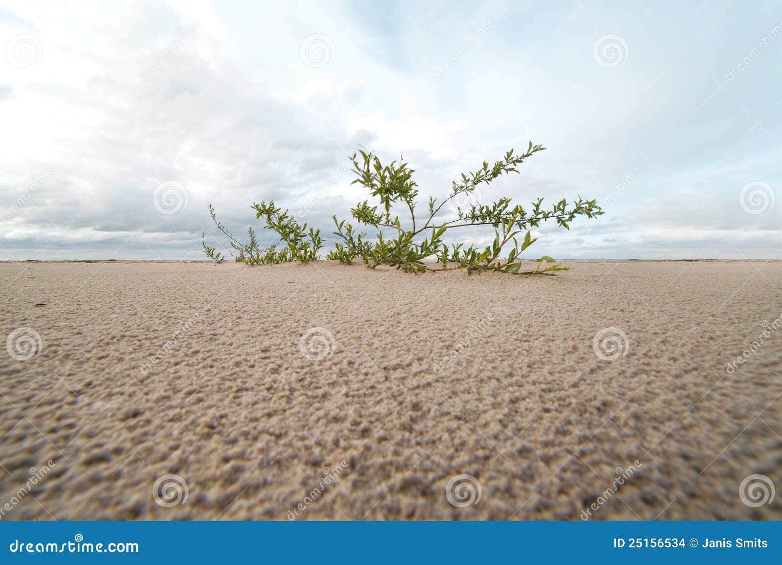 Plant in sand. stock photo. Image of landscape, bush - 25156534