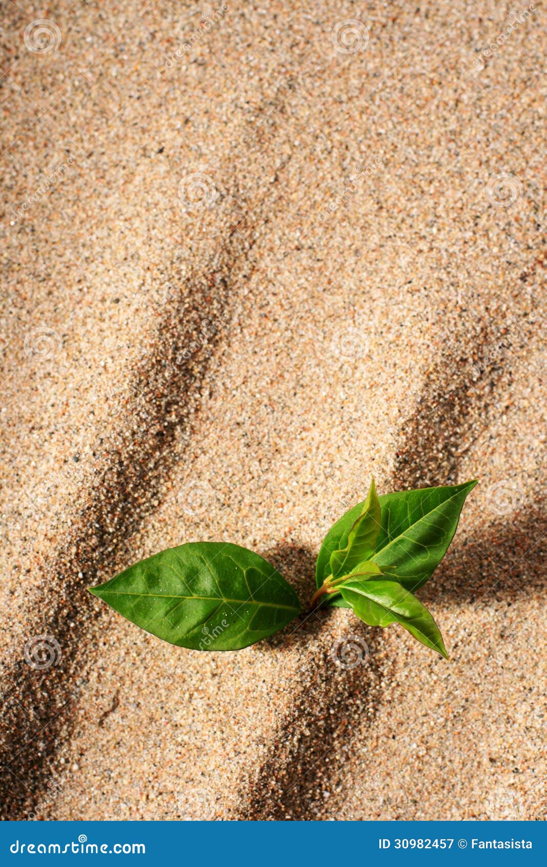 Plant in sand. stock image. Image of tourism, summer - 30982457