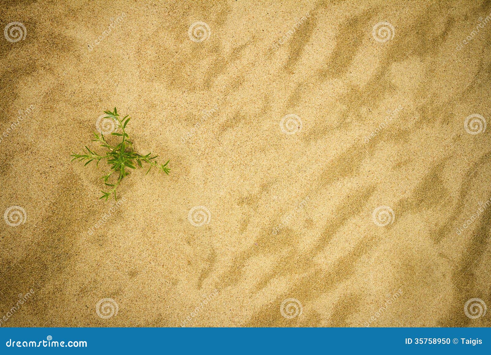 Plant on sand stock photo. Image of arid, barren, outdoor - 35758950