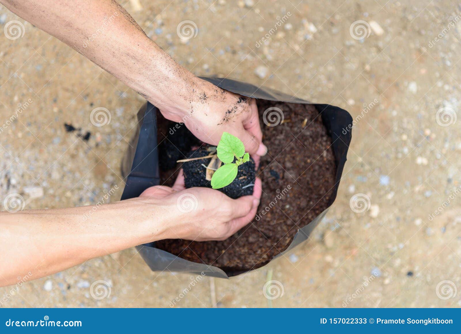 Plant the Sapling stock image. Image of sapling, leaf - 157022333