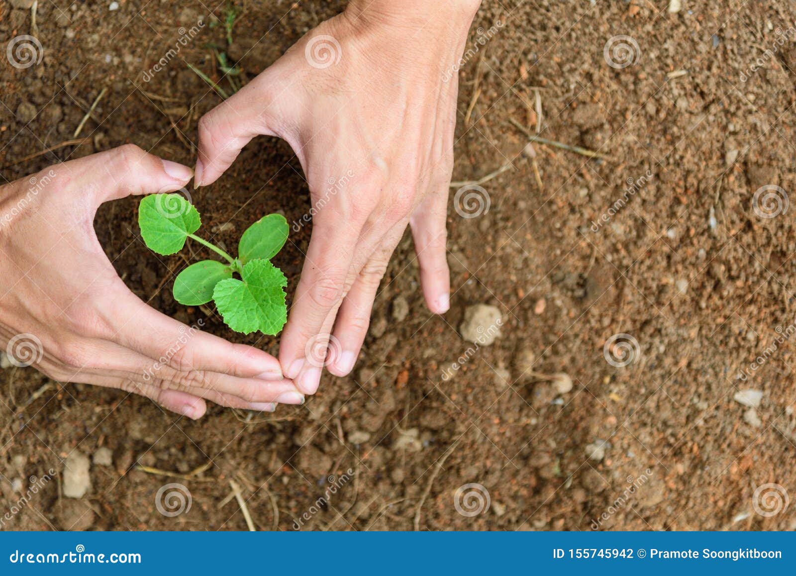 Plant the Sapling to soil stock photo. Image of dirt - 155745942