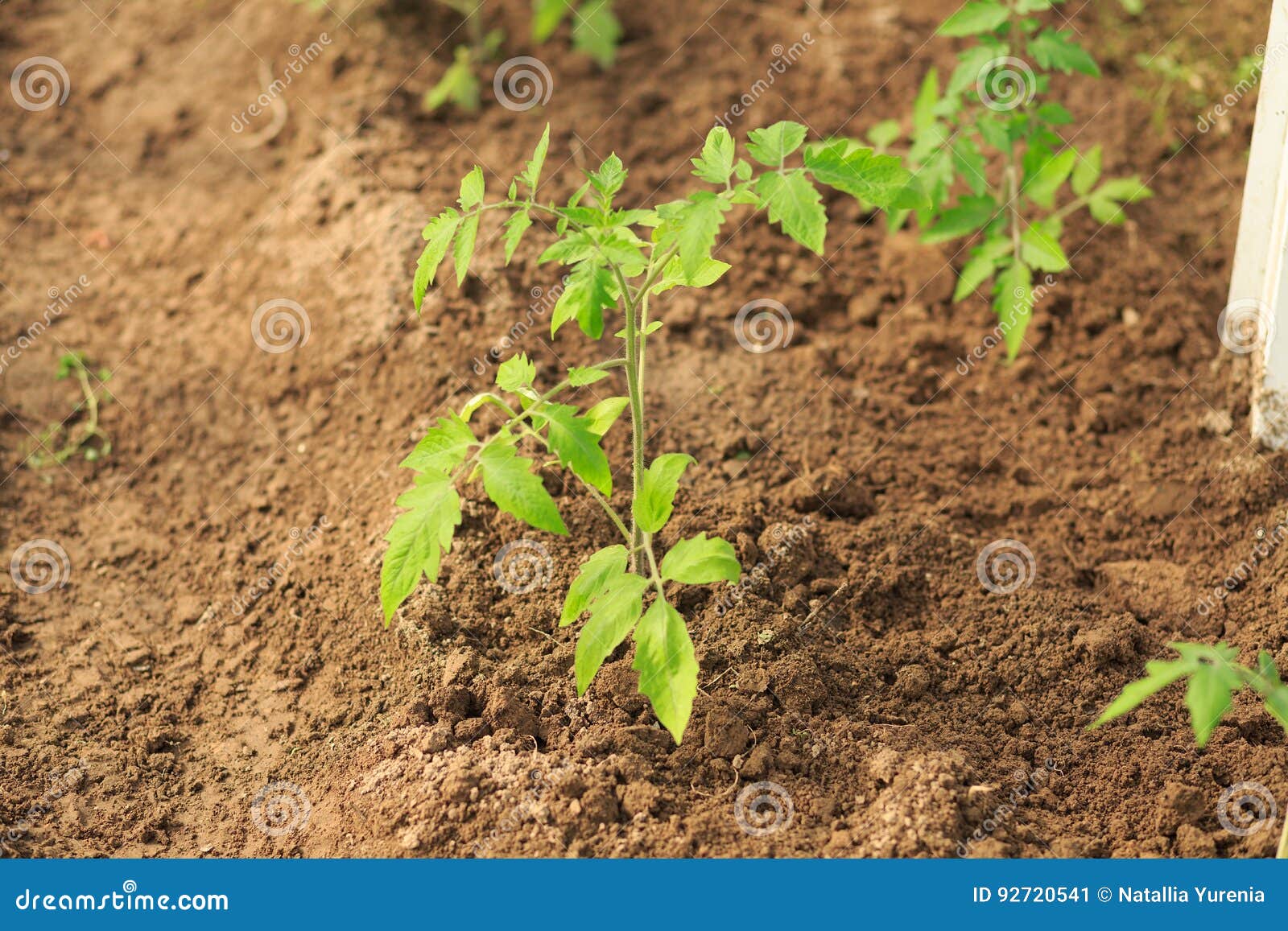 Plant a sapling a tomato stock image. Image of farming - 92720541