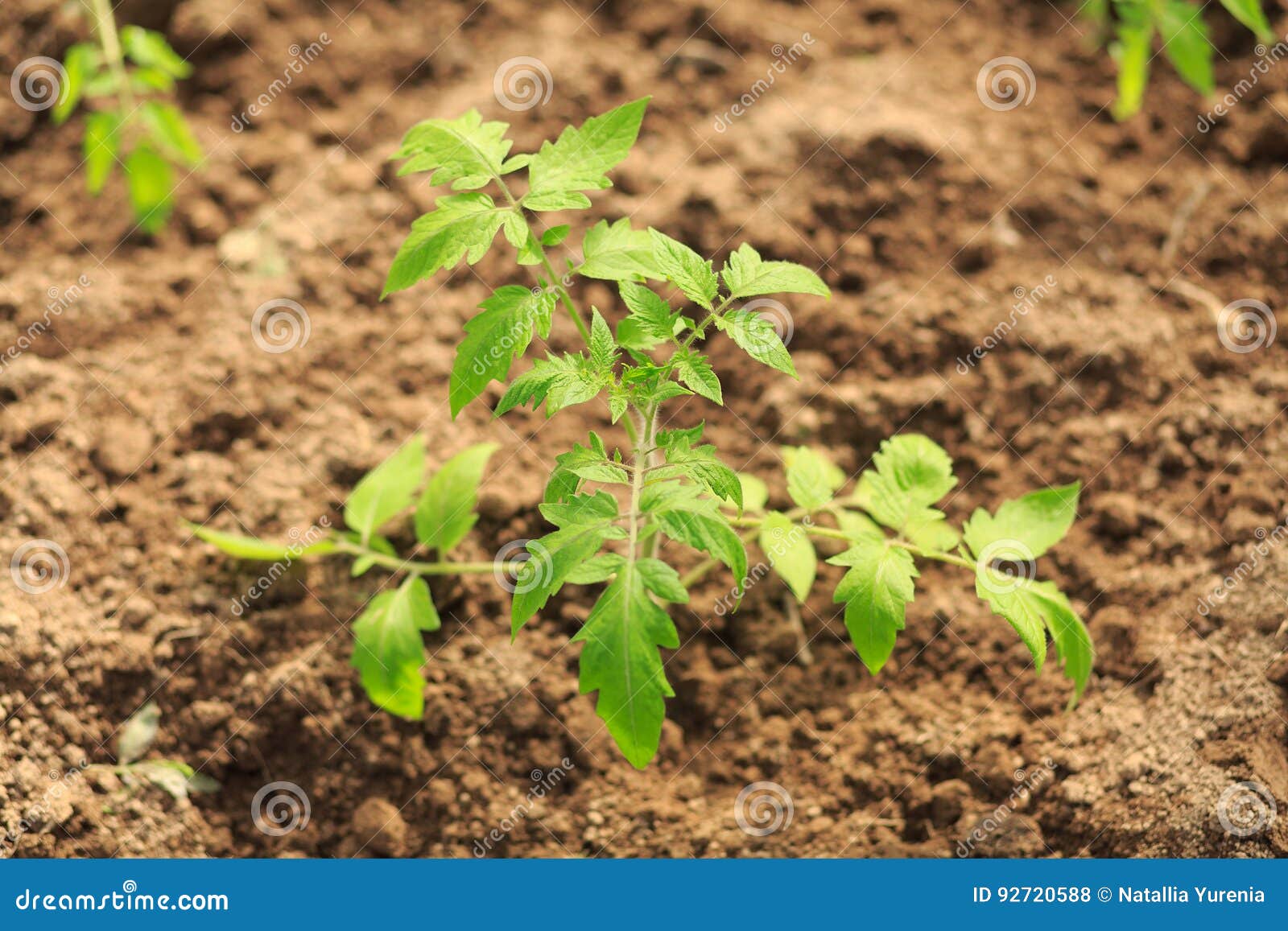 Plant a sapling a tomato stock photo. Image of crop, agriculture - 92720588