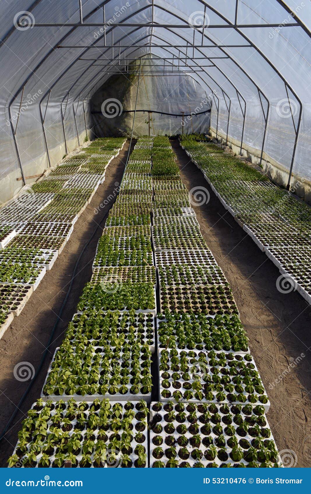 Plant Saplings in a Greenhouse Stock Photo - Image of garden ...