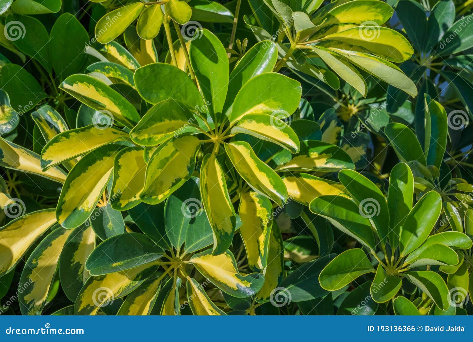 Plant Schefflera Dwarf Umbrella Tree Stock Photo - Image of variegata ...