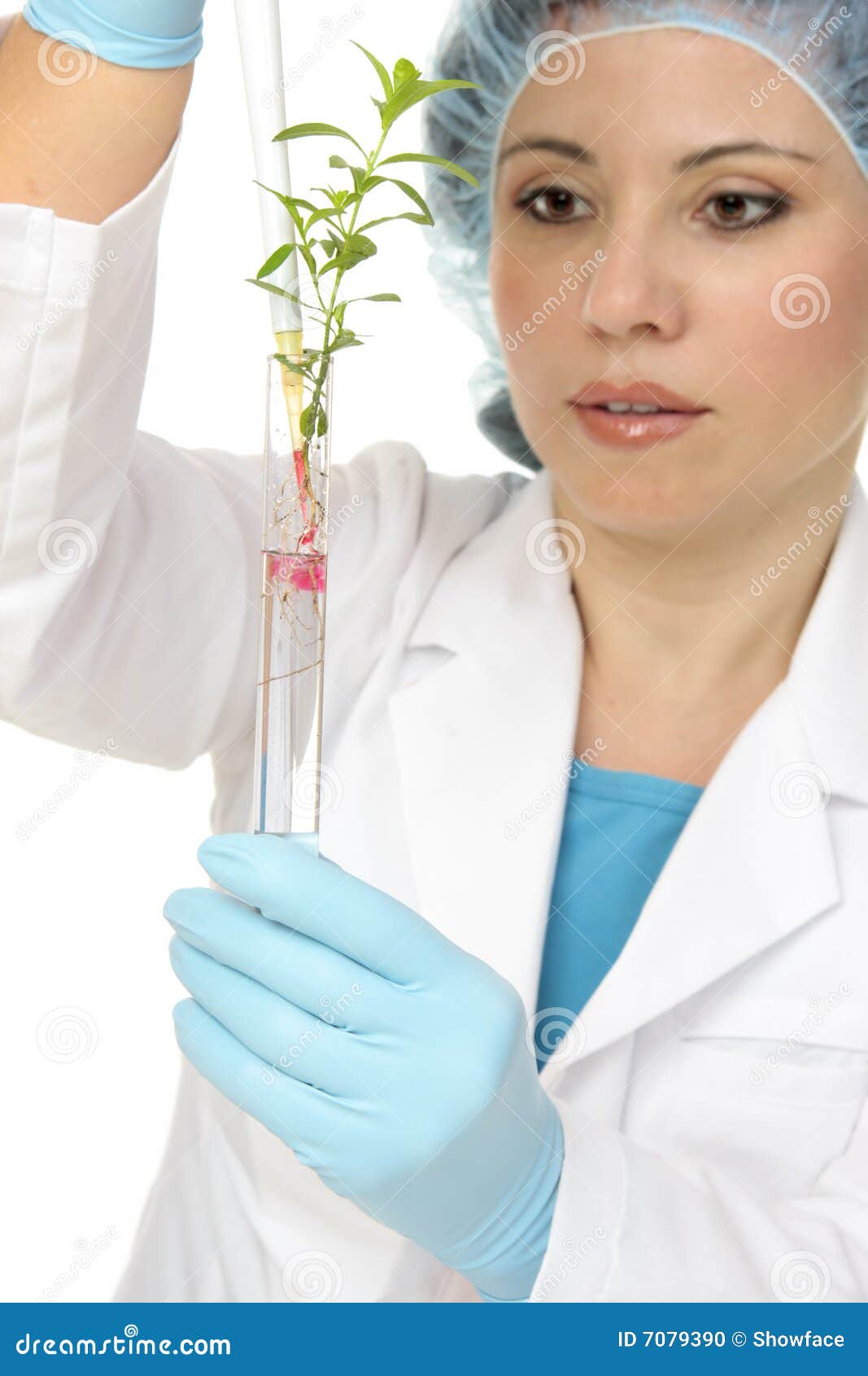 Plant Science or agronomy stock photo. Image of agronomy - 7079390