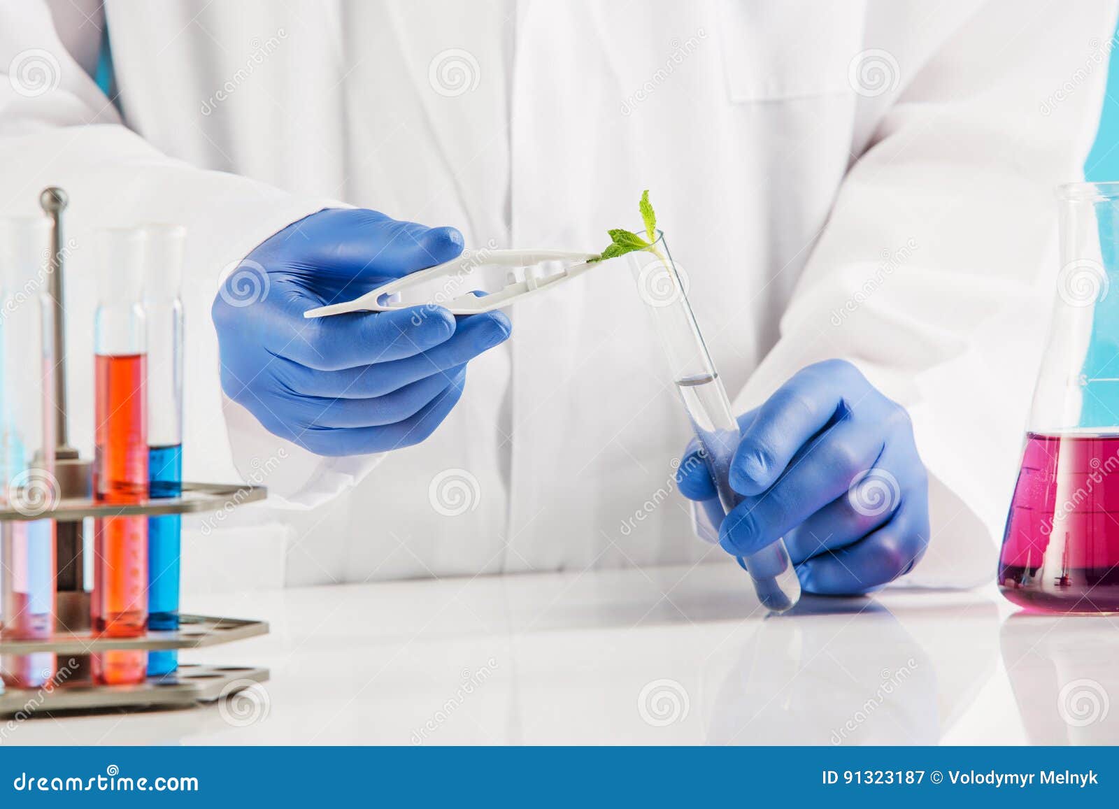 Plant sciences in lab stock image. Image of experiment - 91323187