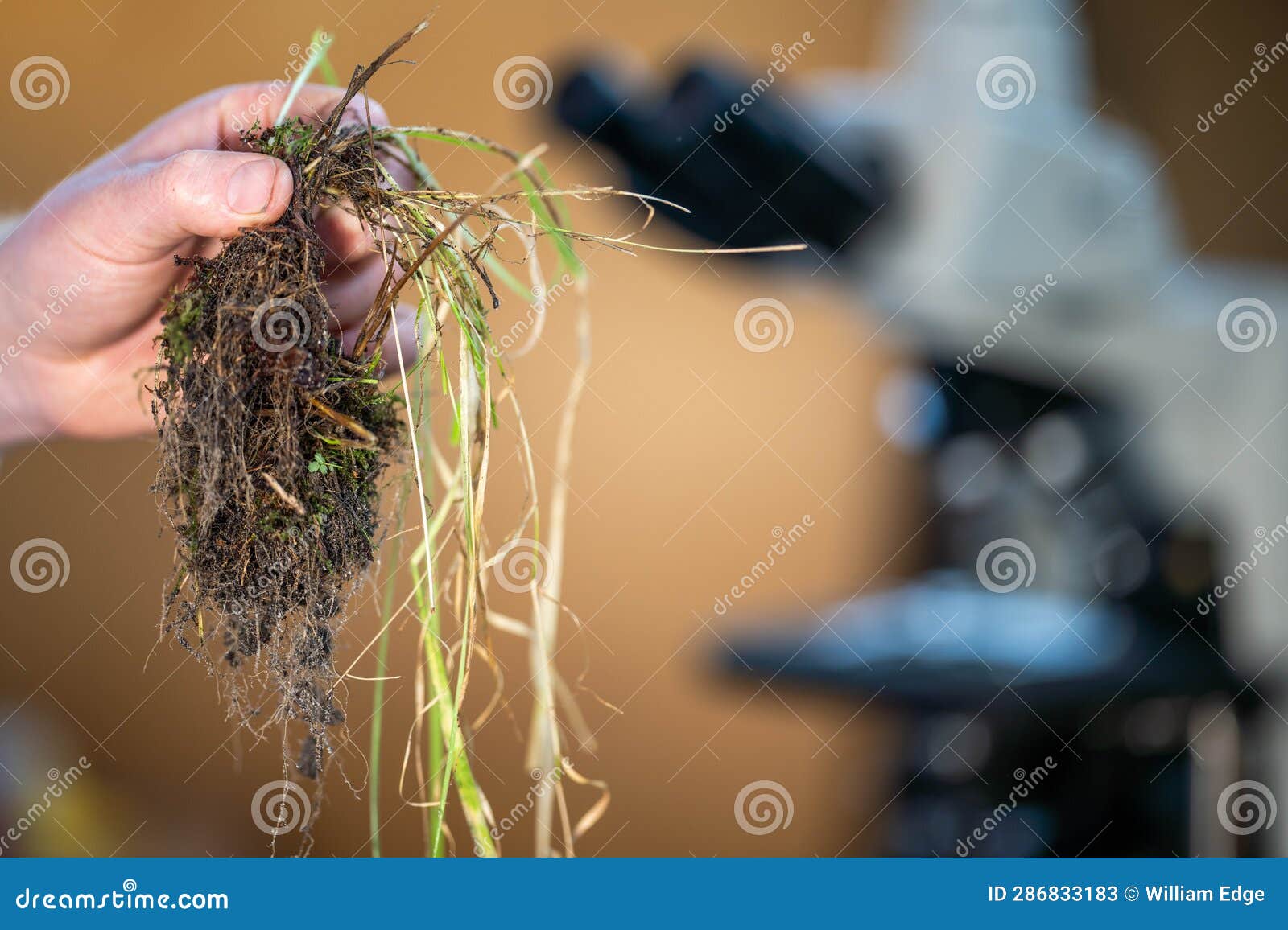 Plant Scientist Holding Grass Root Studying Growth in a Laboratory ...