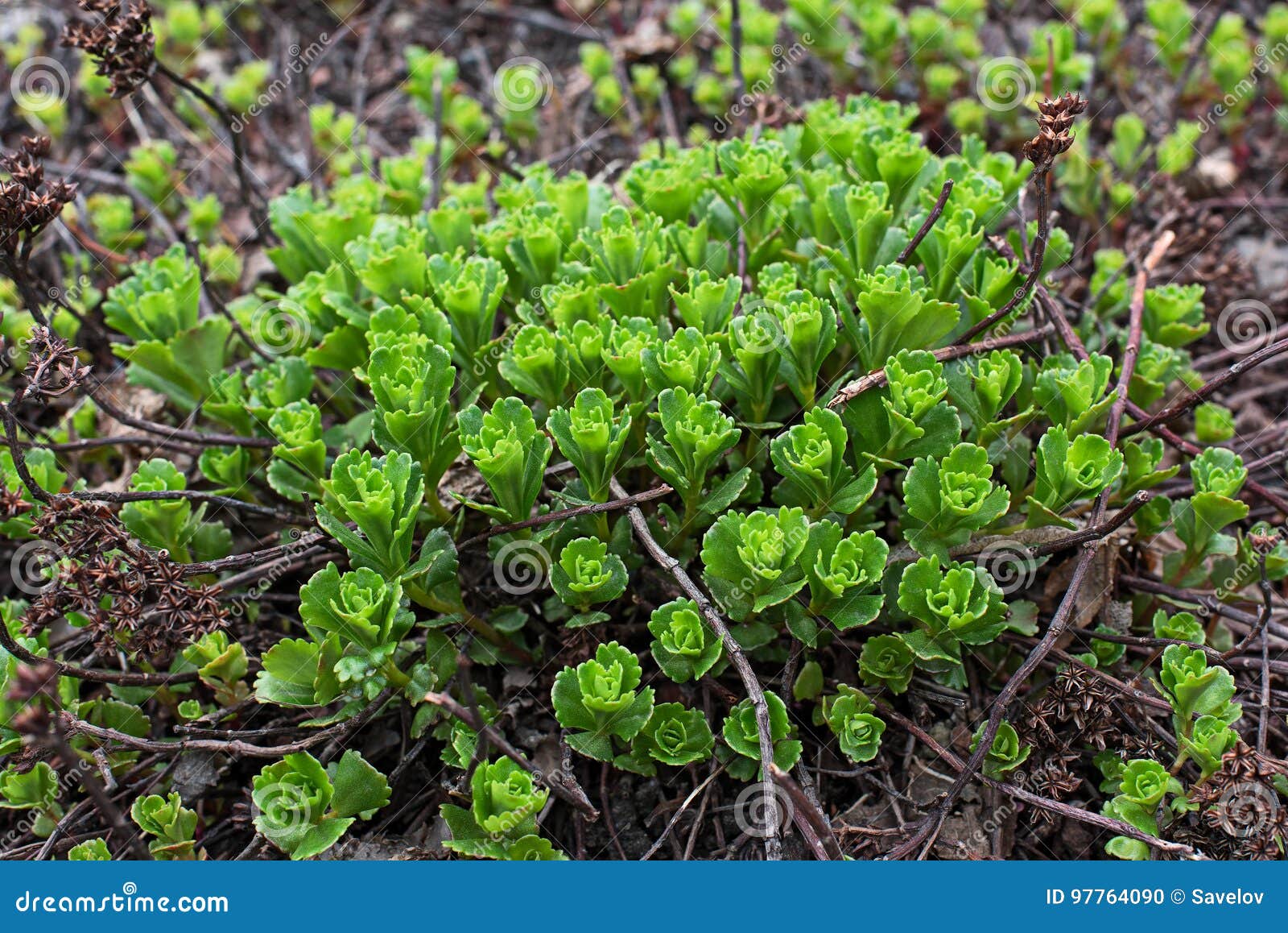 Plant Sedum on a Background of Dry Branches Stock Photo - Image of ...